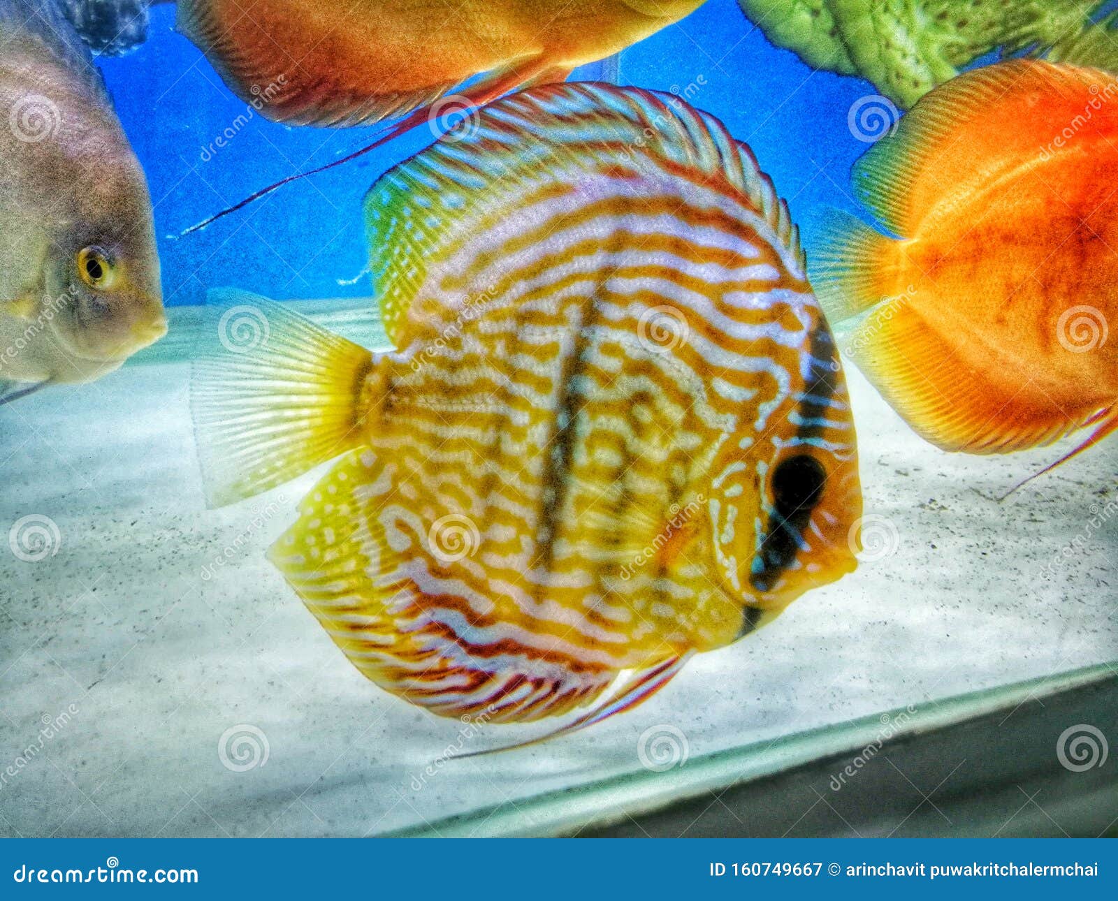 Los Peces De Discus Del Acuario Imagen de archivo - Imagen de animal ...