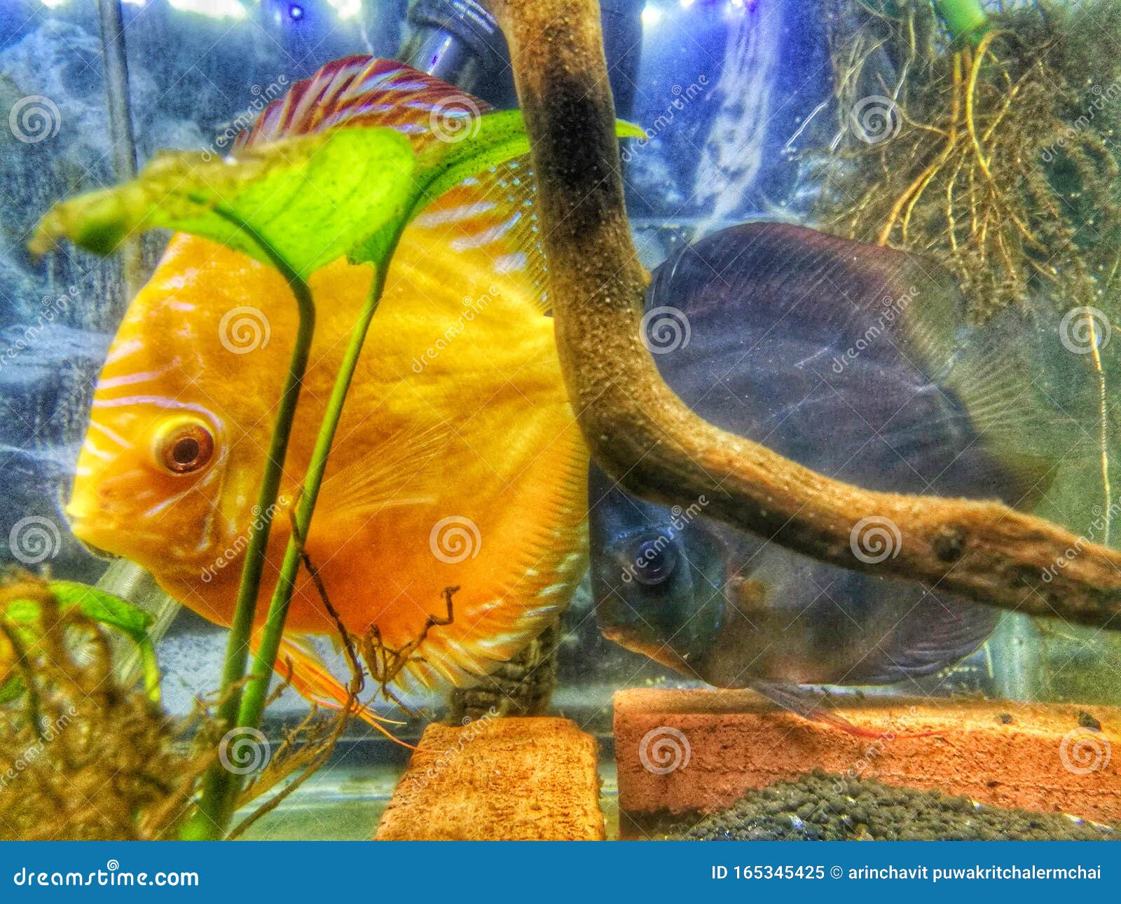 Los Peces De Discus En El Acuario Imagen de archivo - Imagen de marina ...