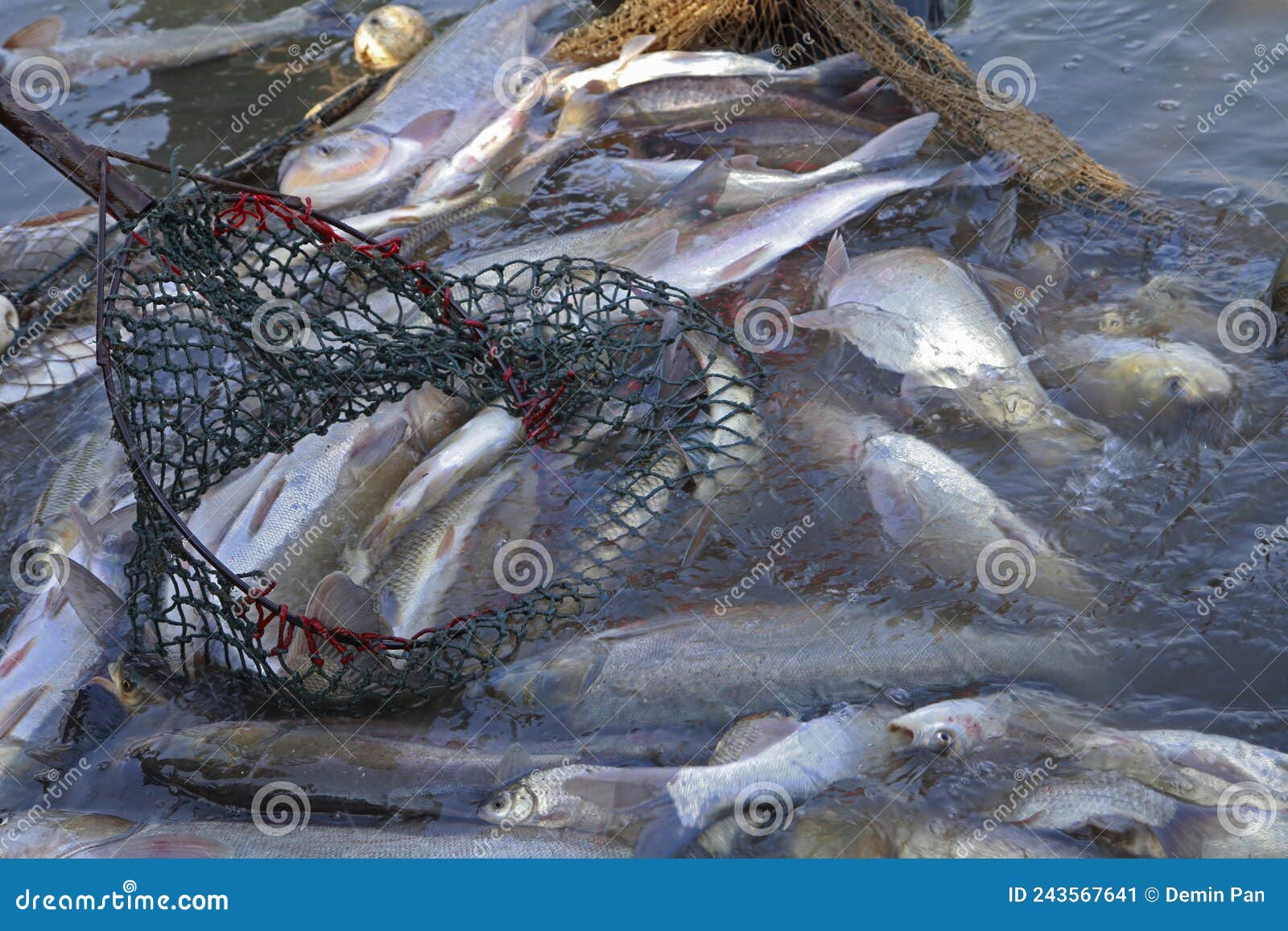 Los Peces De Las Redes De Pesca Imagen de archivo - Imagen de ...