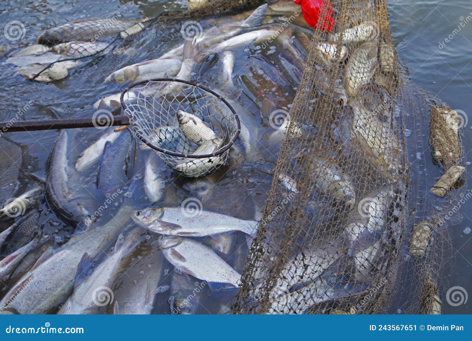 Los Peces De Las Redes De Pesca Imagen de archivo - Imagen de pescador ...