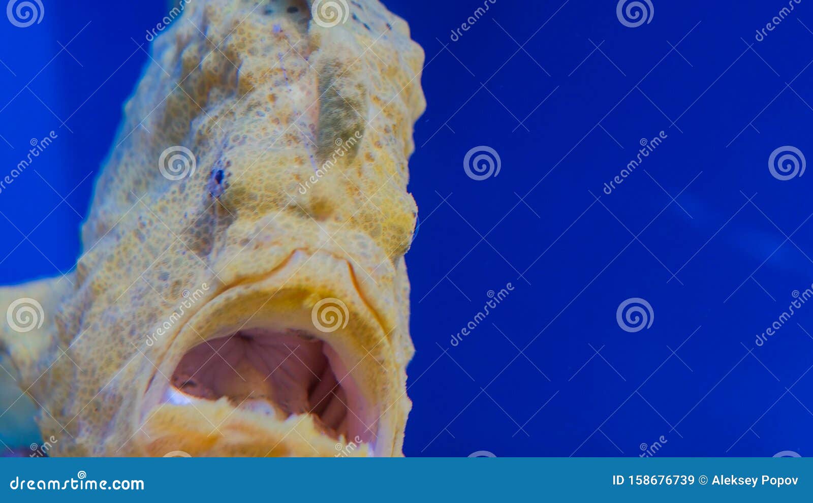 Los Peces Feos Abren Lentamente La Boca Imagen de archivo - Imagen de ...