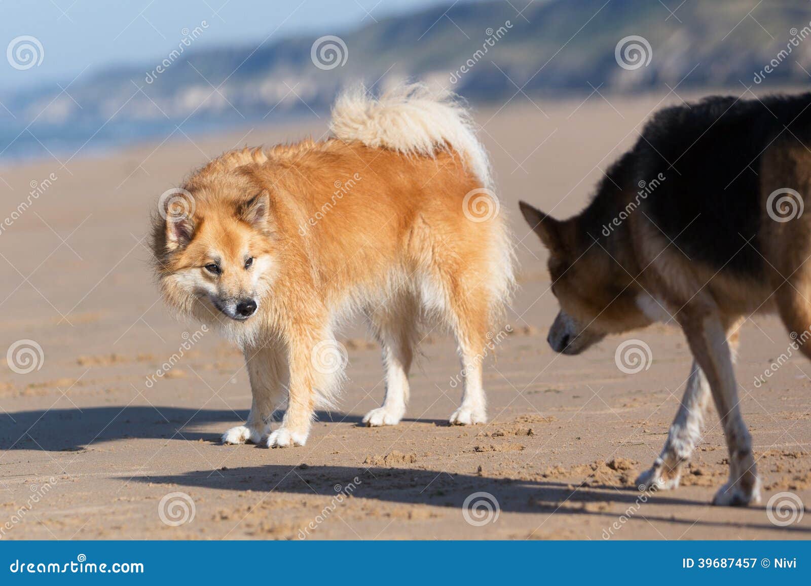 Los Perros Con Sumiso Y Dominan Comportamientos Imagen de archivo ...