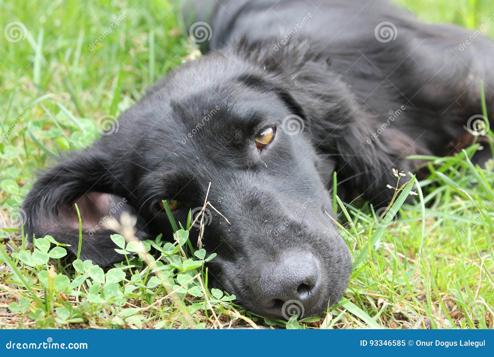 Los Perros Son Leales Y Emocionales Imagen de archivo - Imagen de dulce ...