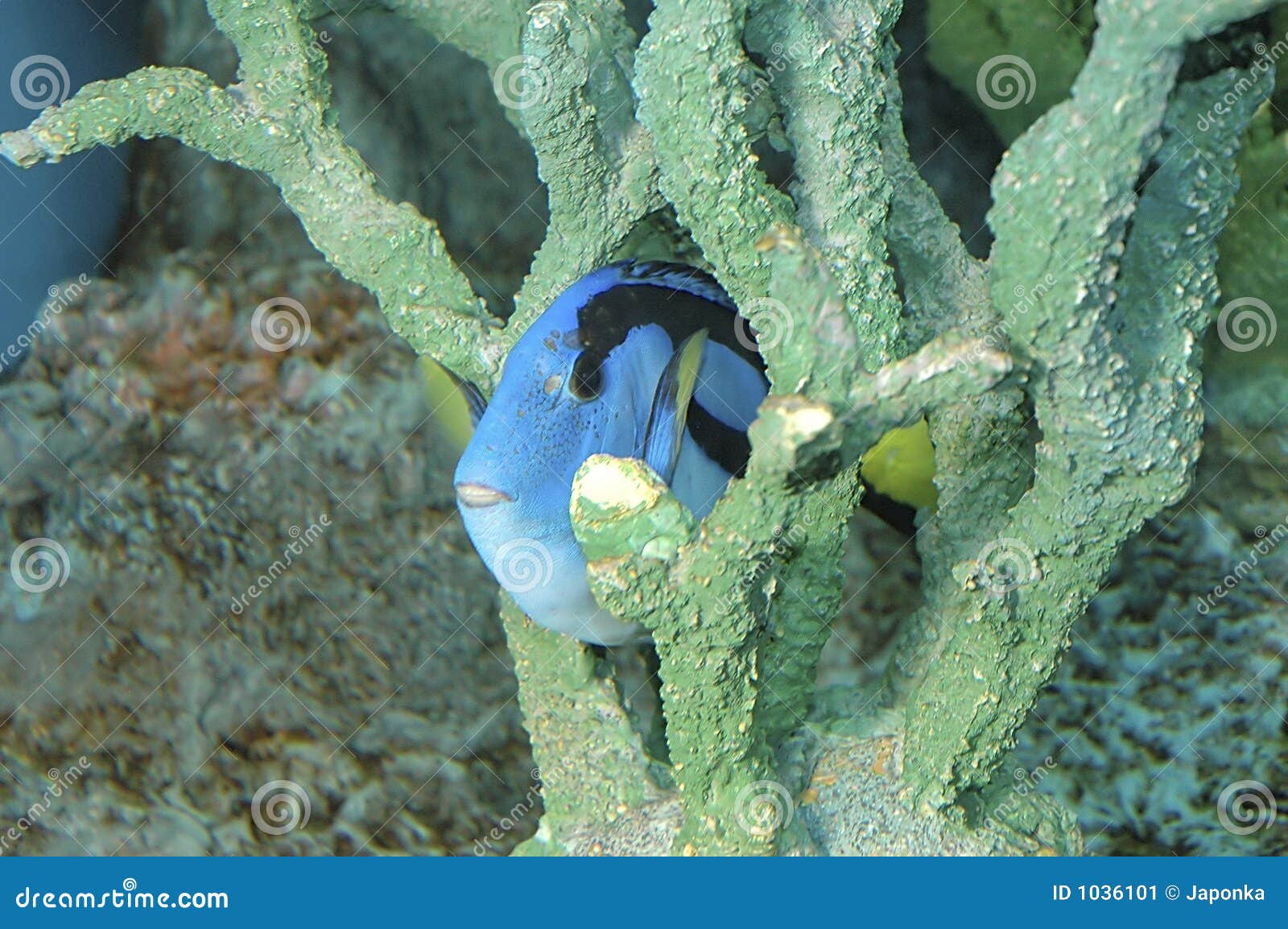 Los pescados azules imagen de archivo. Imagen de fondo - 1036101