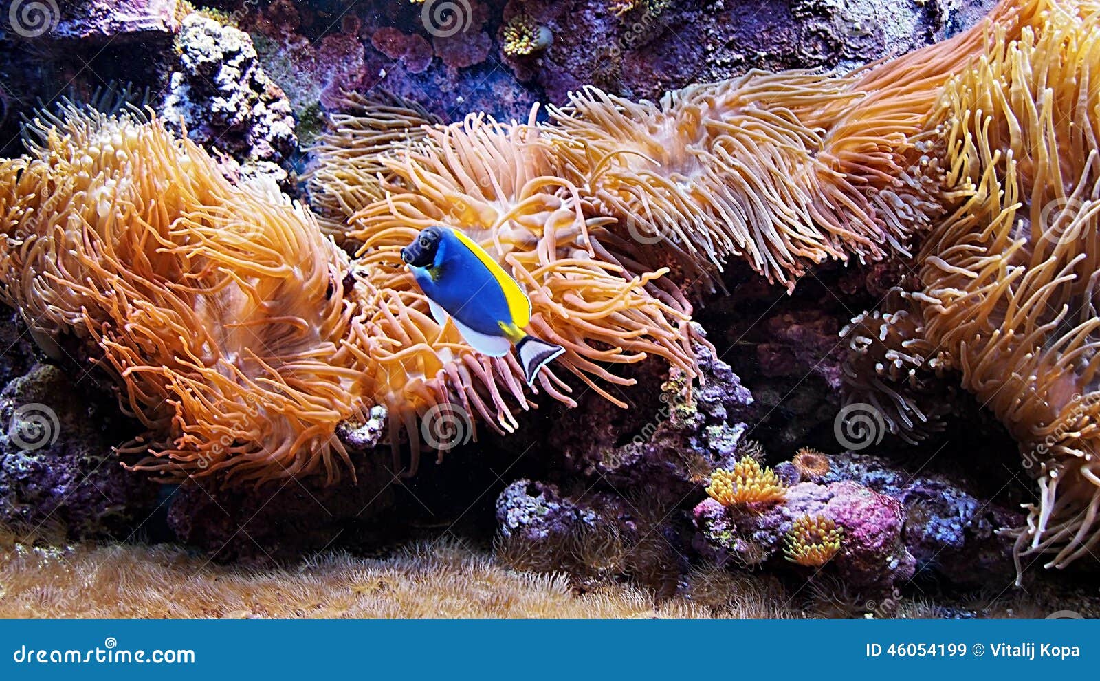 Los pescados azules imagen de archivo. Imagen de submarino - 46054199