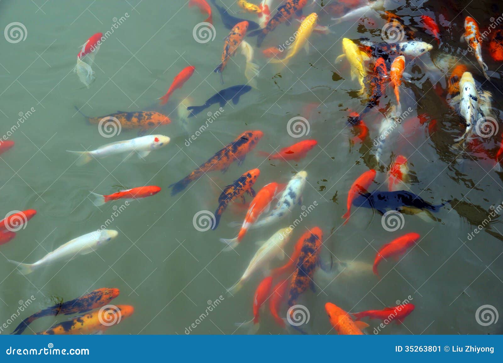 Los pescados coloridos imagen de archivo. Imagen de océano - 35263801