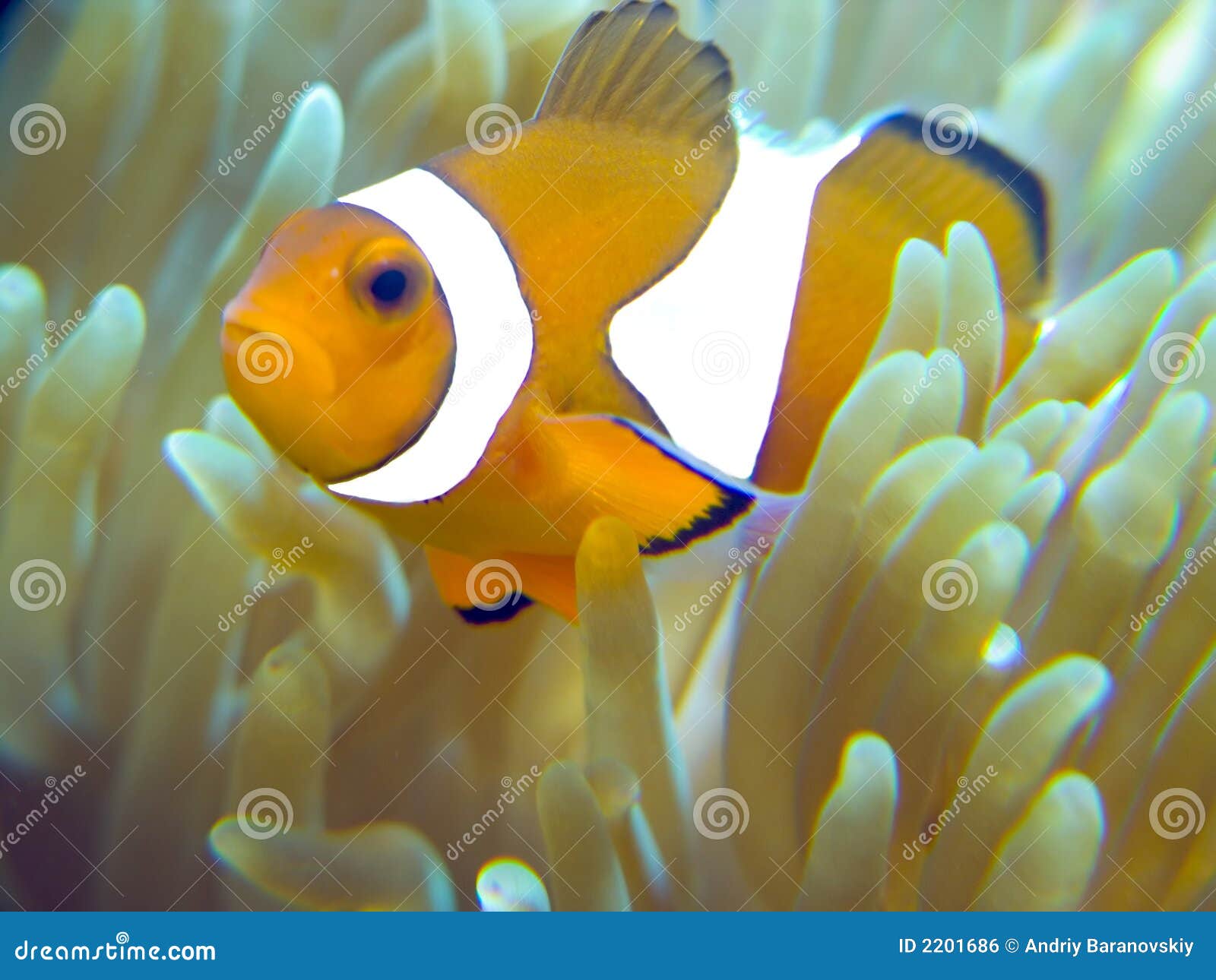 Los Pescados De Nemo Se Dirigen Foto de archivo - Imagen de anémona ...