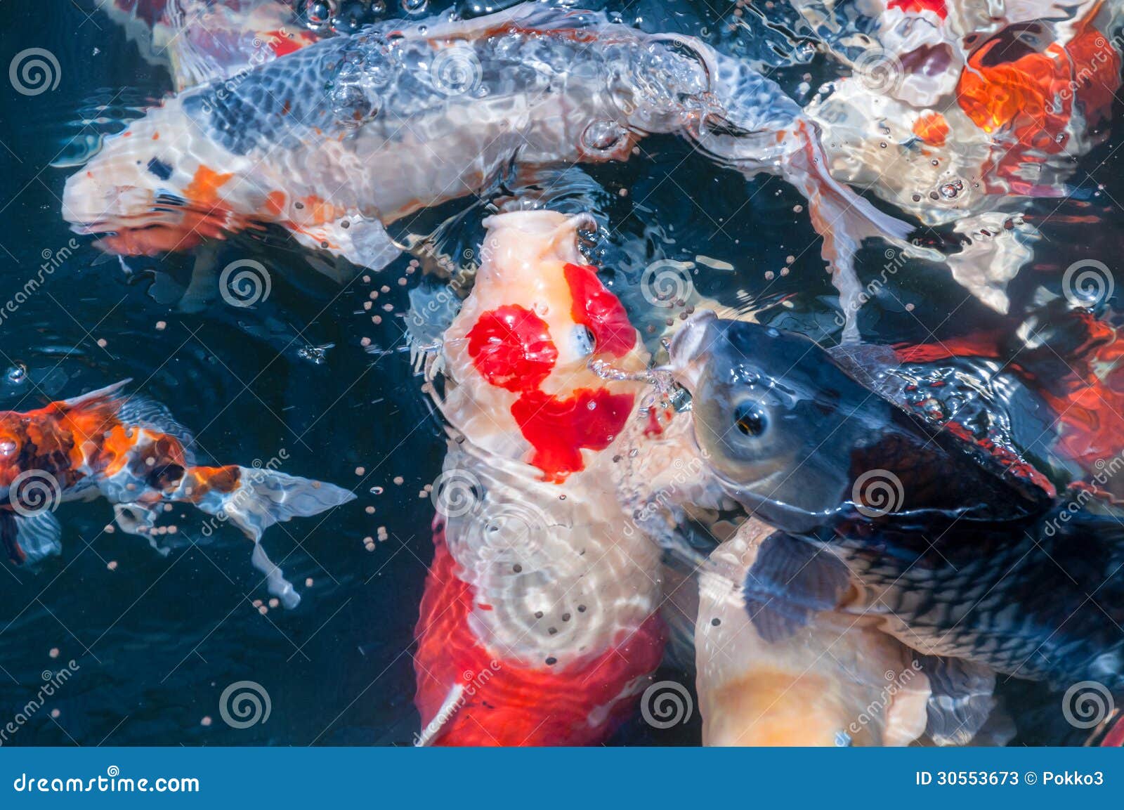 Los Pescados Hermosos Del Koi Comen La Comida Imagen de archivo ...