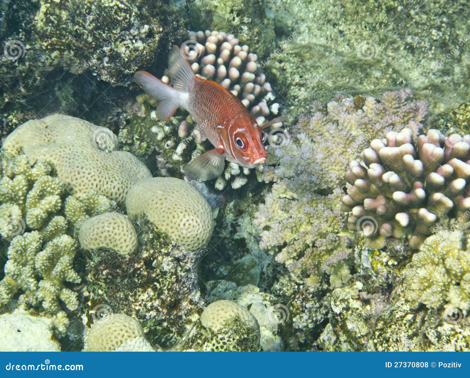 Los pescados rojos foto de archivo. Imagen de marina - 27370808