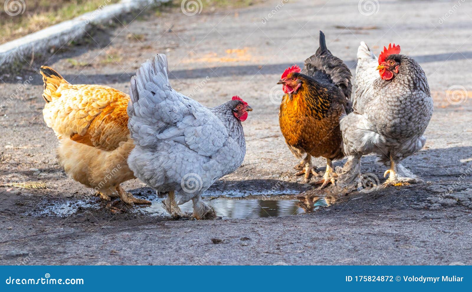 Los Pollos Beben Agua De Los Charcos De La Granja Foto de archivo ...