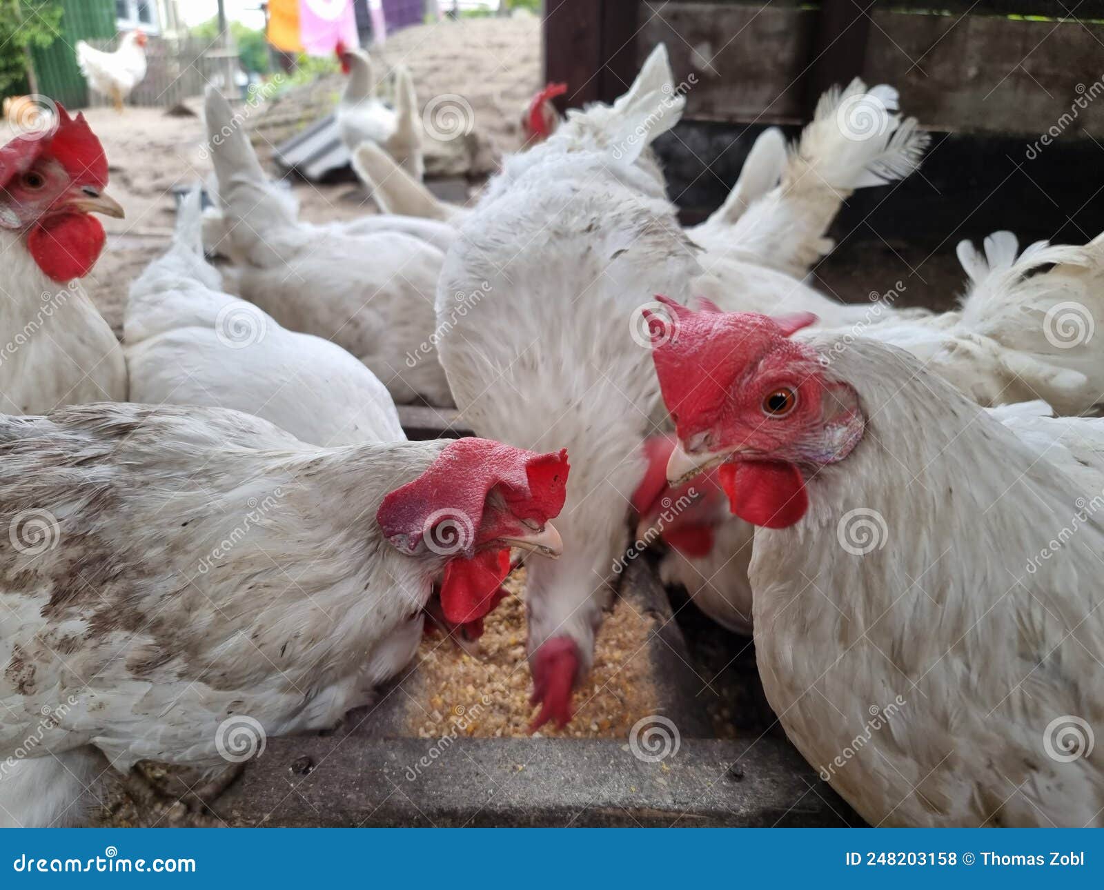 Los Pollos De La Gallina Comen Grano Foto de archivo - Imagen de pollo ...