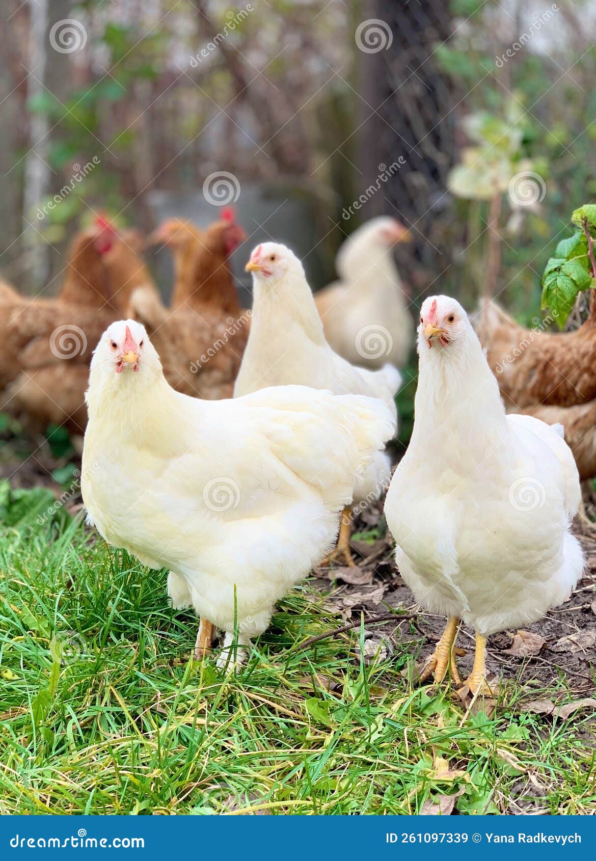 Los pollos imagen de archivo. Imagen de pollo, granjero - 261097339