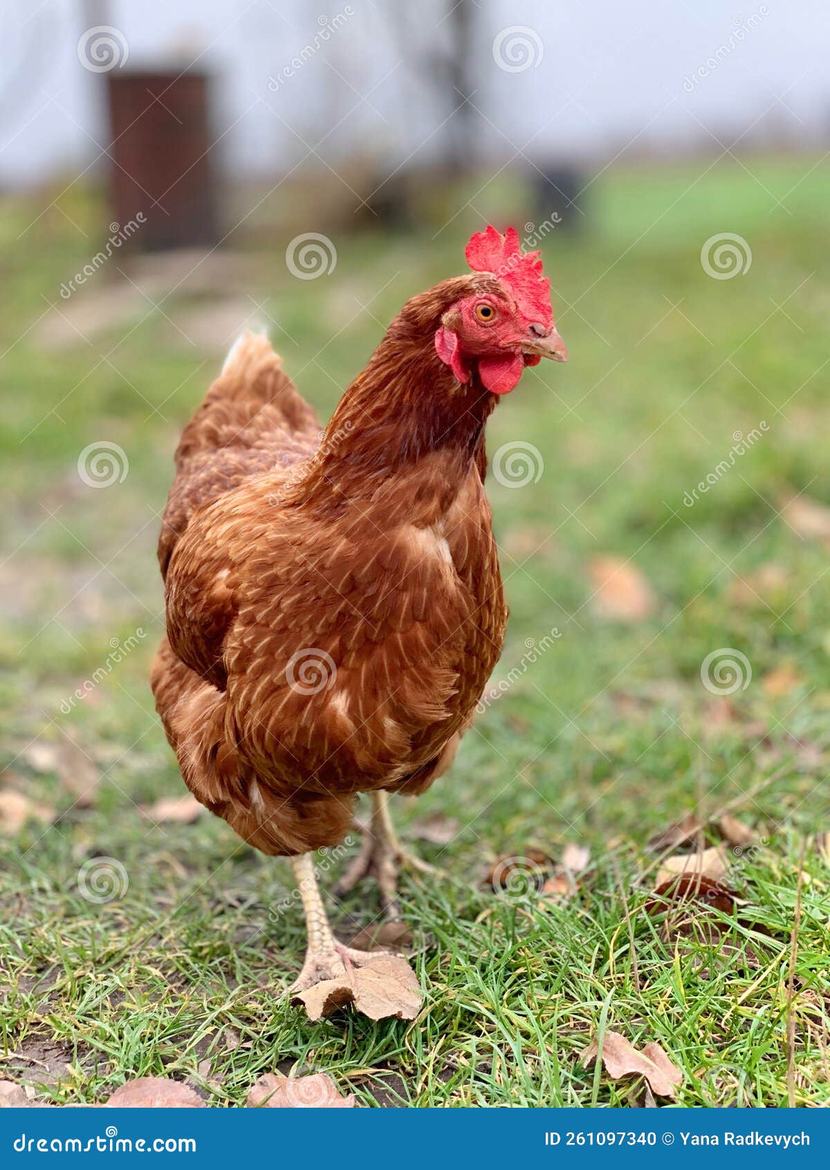 Los pollos foto de archivo. Imagen de verde, granjeros - 261097340