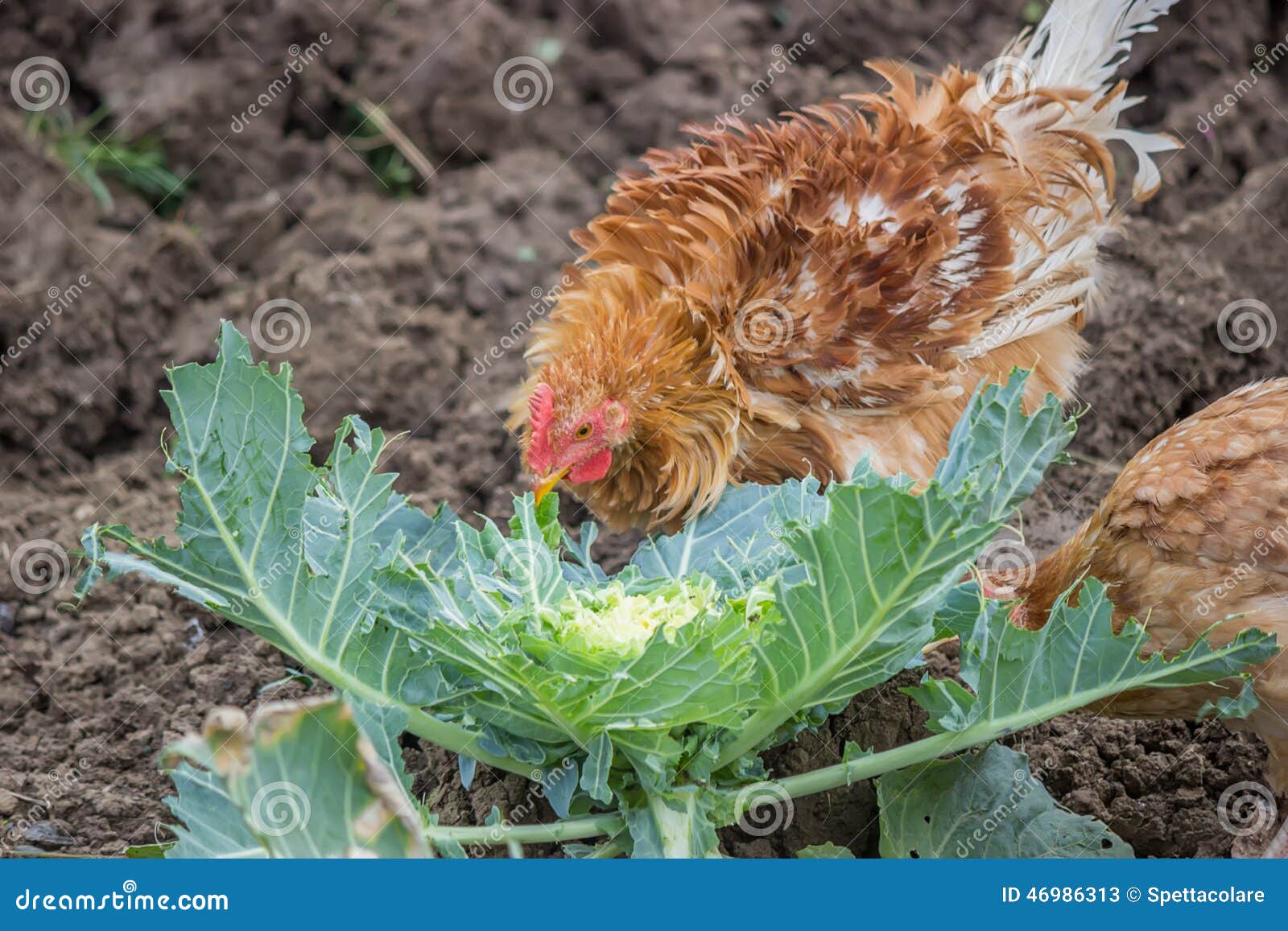 Los Pollos Hambrientos Comen La Col 3 Imagen de archivo - Imagen de ...