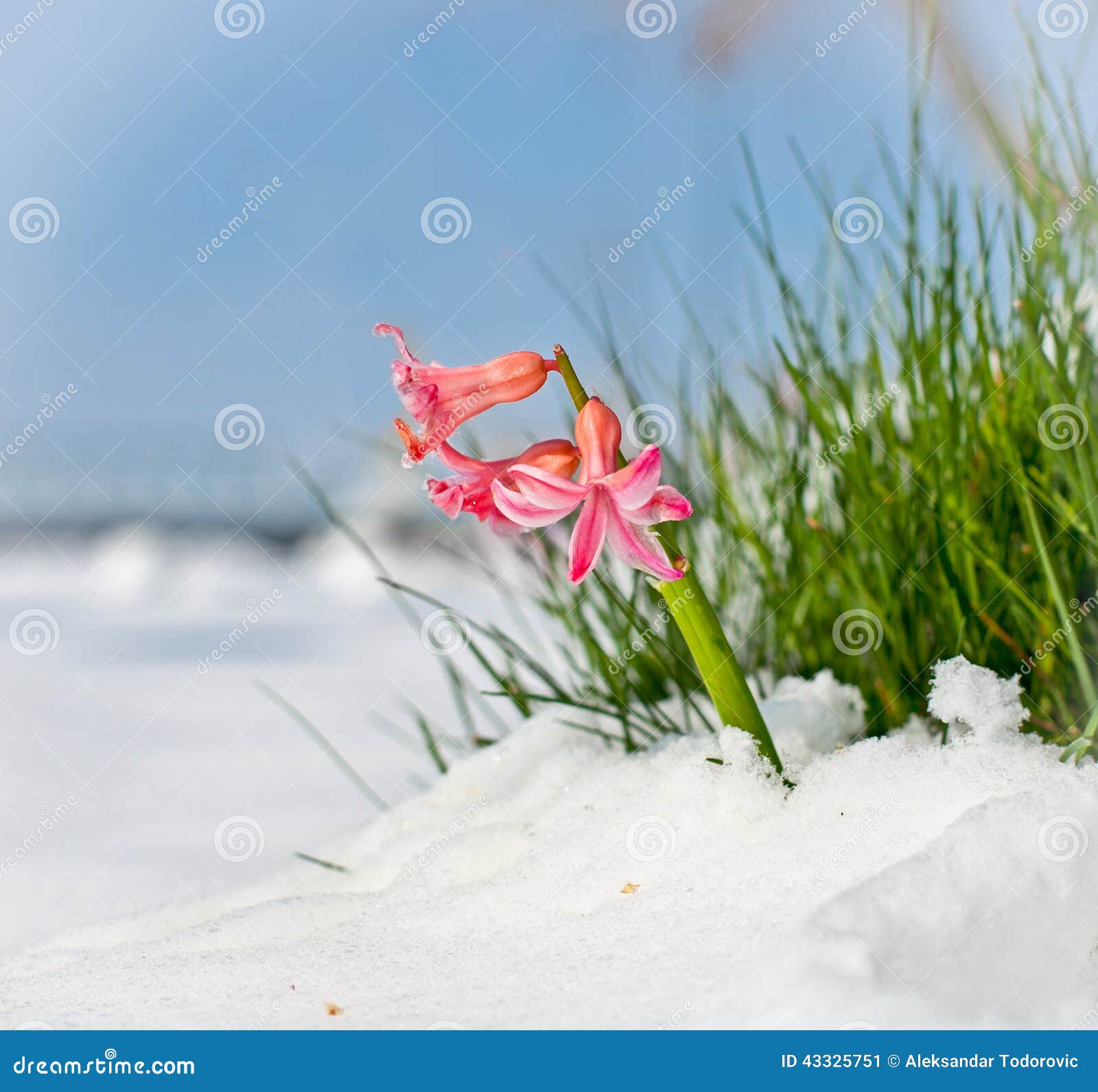 Los Primeros Brotes Del Jacinto Rojo En Primavera Imagen de archivo ...