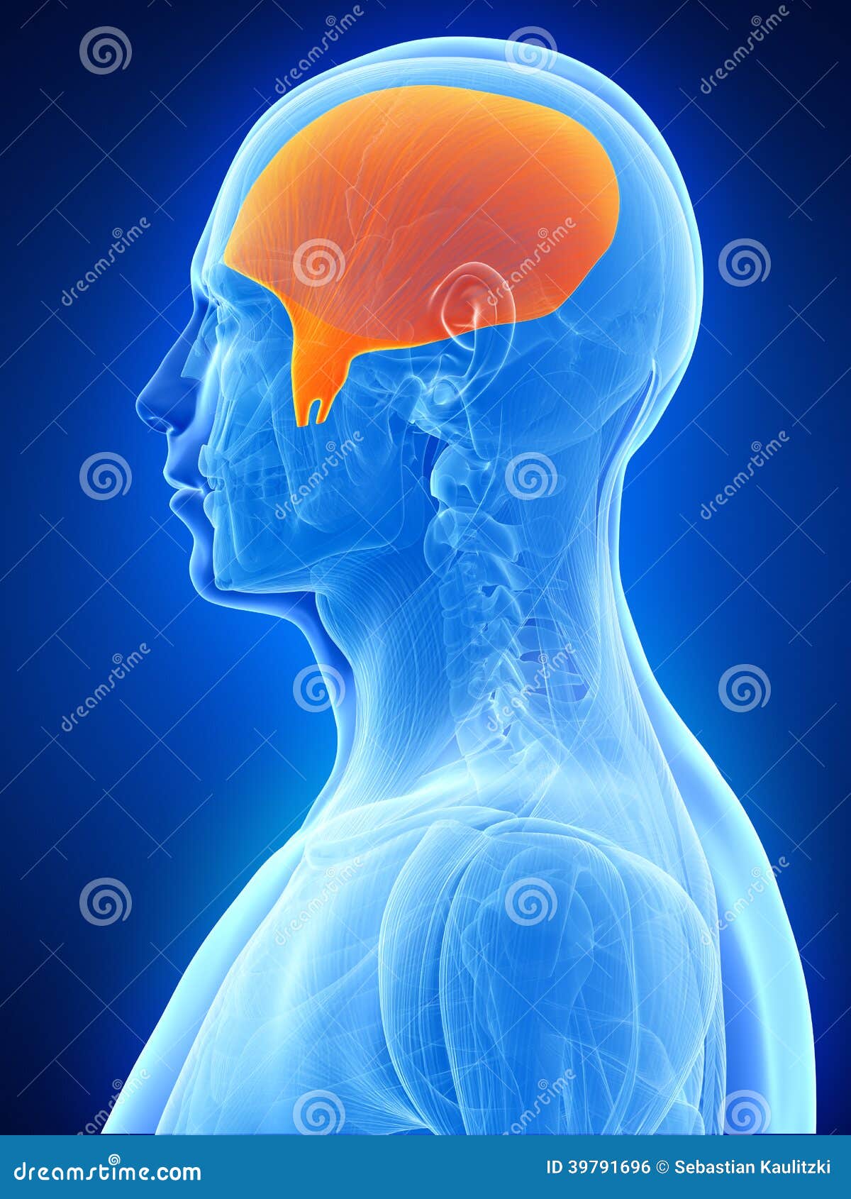 Los temporalis stock de ilustración. Ilustración de anaranjado - 39791696