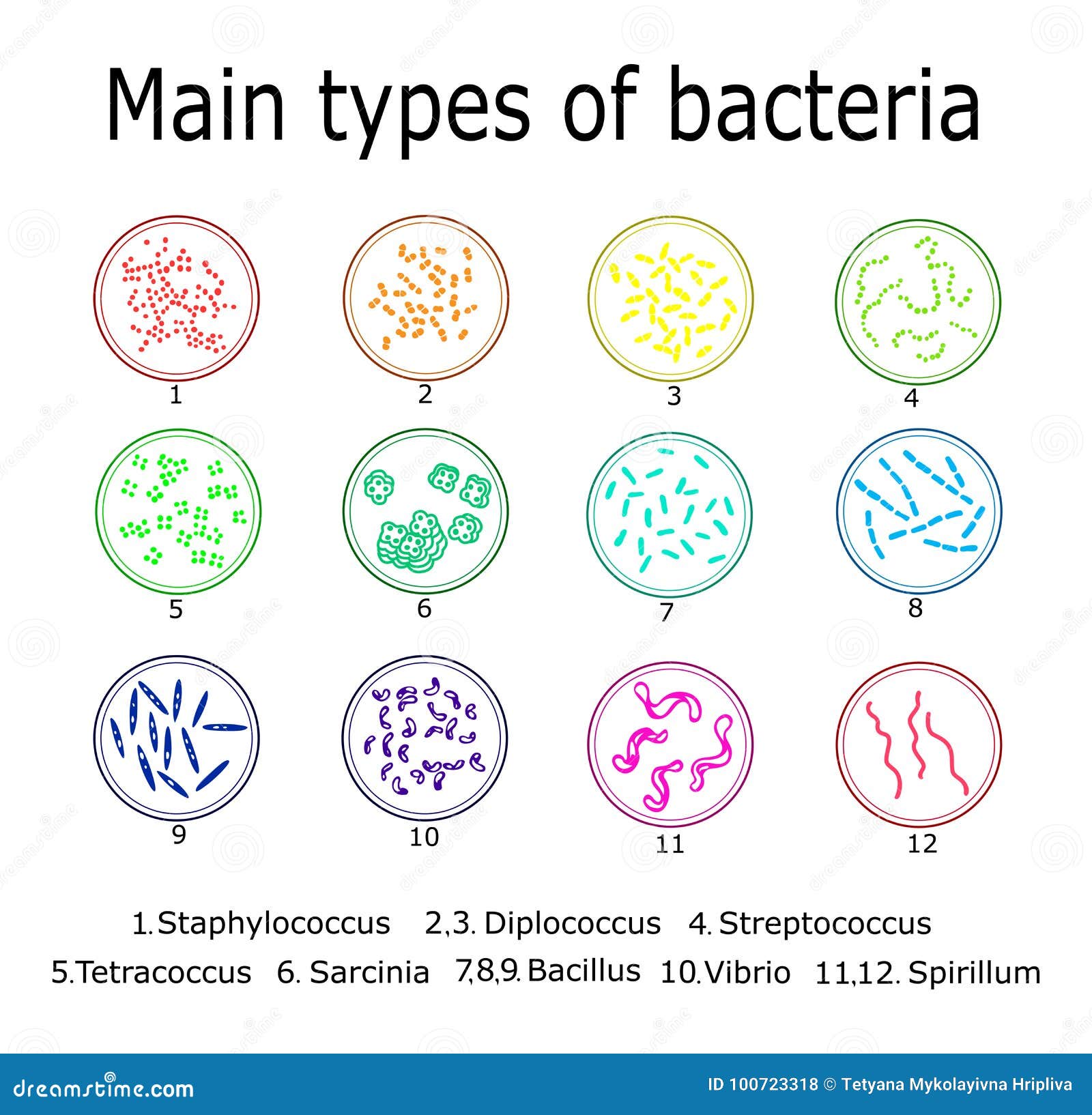 Los Tipos Principales De Bacterias Ilustración del Vector - Ilustración ...