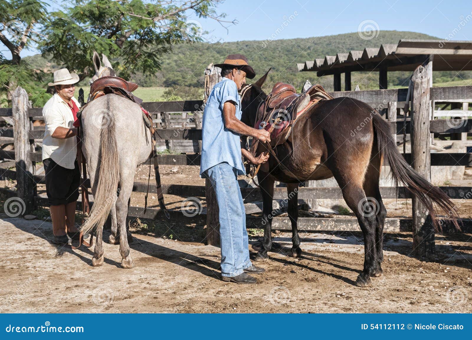 Los Vaqueros Brasileños Preparan Mulas Fotografía editorial - Imagen de ...