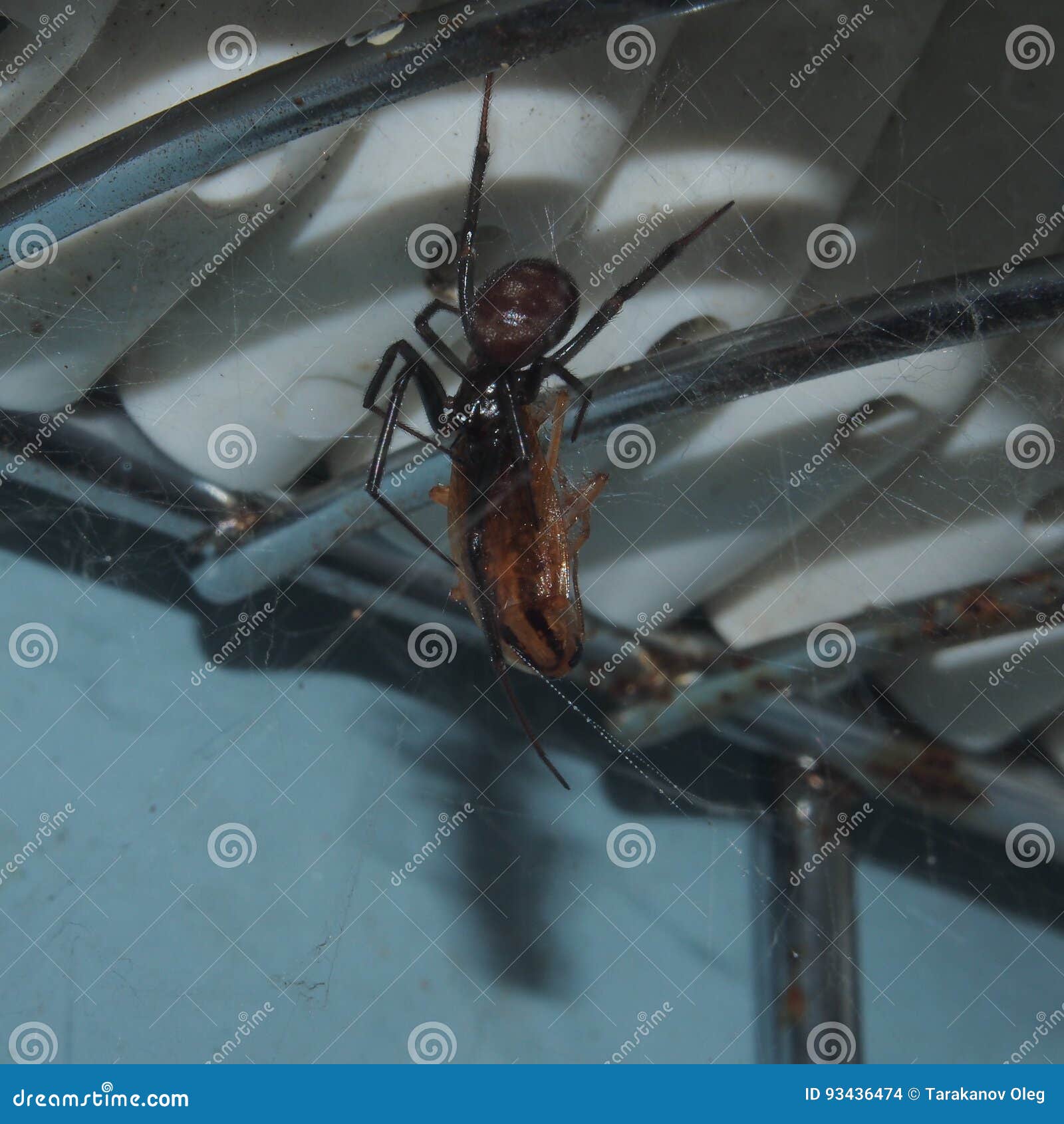 Los Web De Araña Cogieron La Cucaracha, Le Matan Y La Comen Foto de ... Los Web De Araña Cogieron La Cucaracha, Le Matan Y La Comen Foto de ...