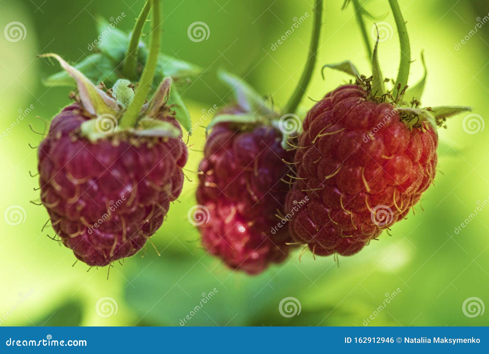 Lose-up of the Ripe Raspberry in the Fruit Garden,ripe Raspberry.Red ...