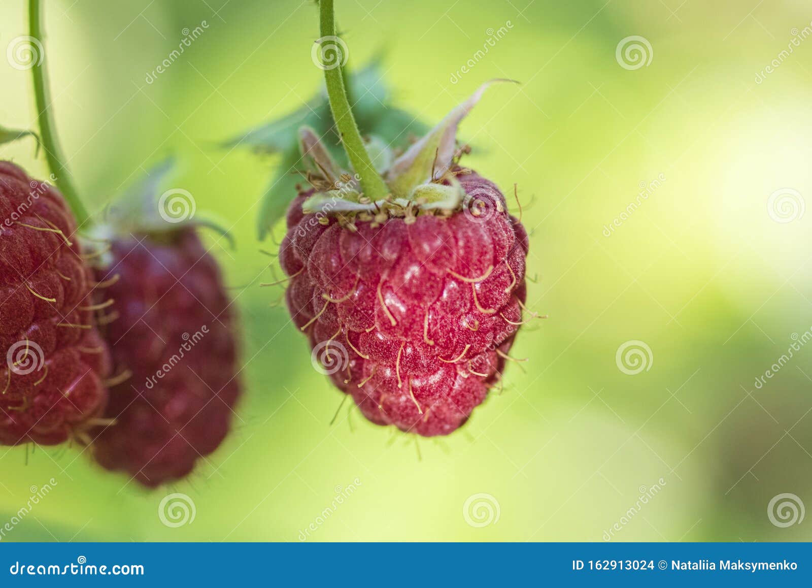 Lose-up of the Ripe Raspberry in the Fruit Garden,ripe Raspberry.Red ...