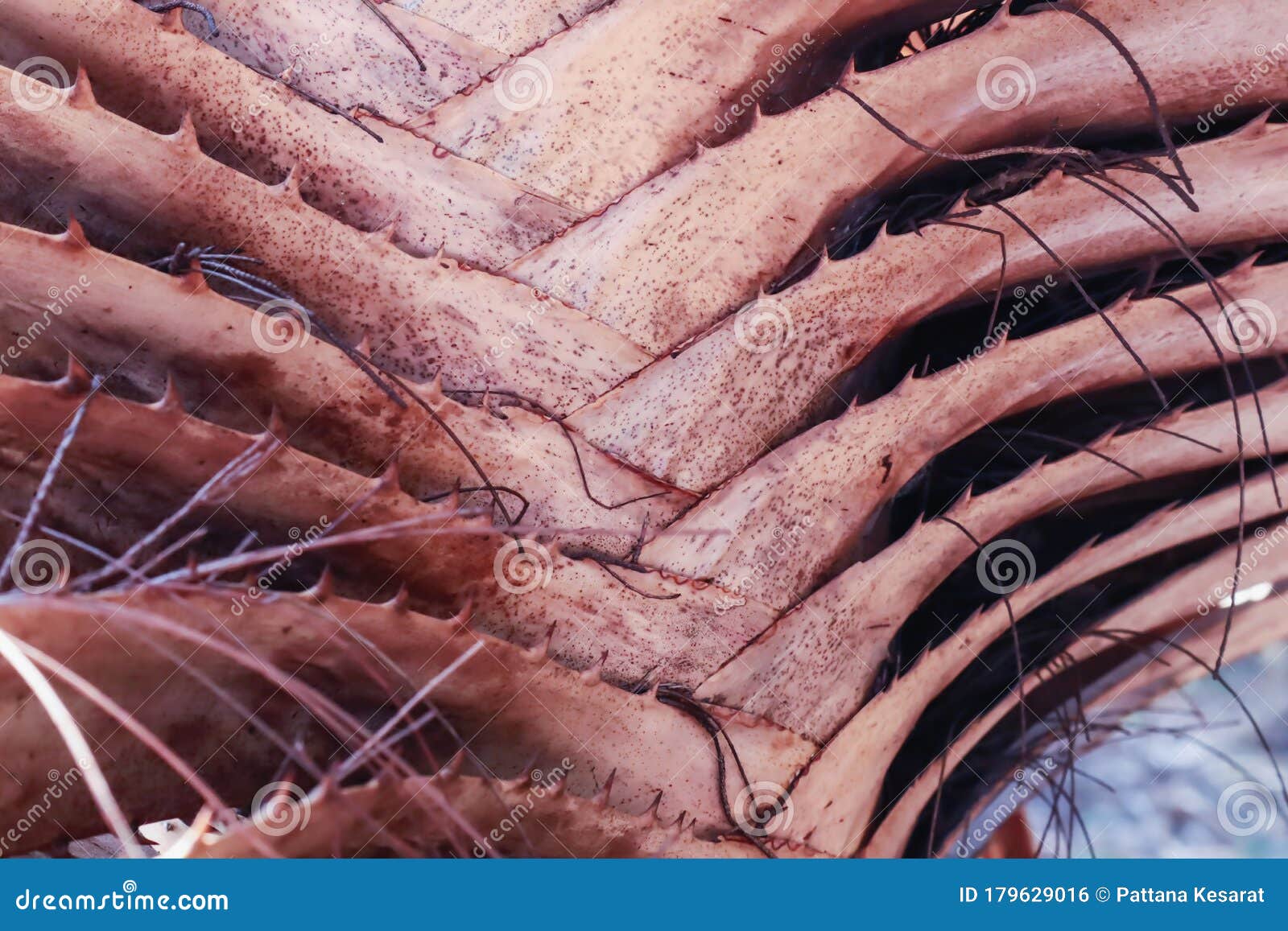 Stacking of Branches in Nature Stock Photo - Image of stacked, texture ...