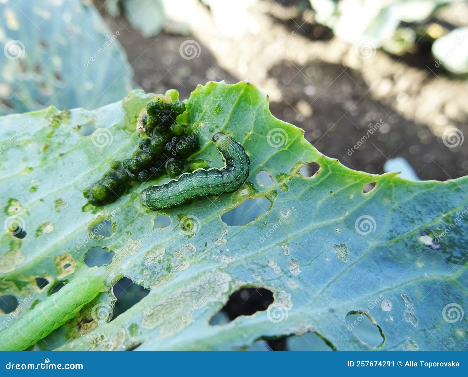 Loss of Cabbage Crop, Plants Damaged by Caterpillars Stock Image ...