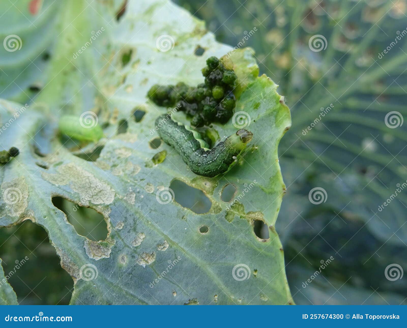 Loss of Cabbage Crop, Plants Damaged by Caterpillars Stock Photo ...