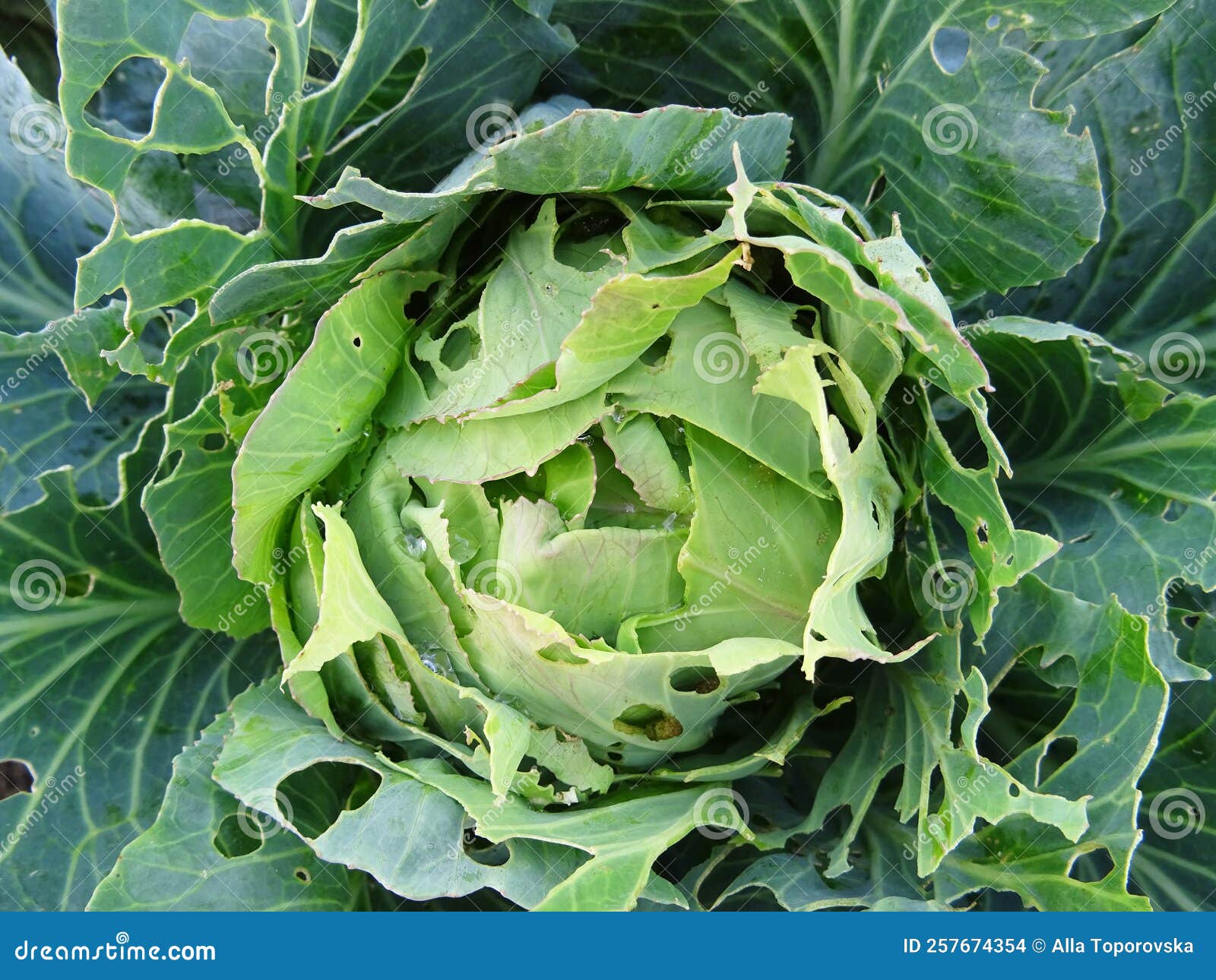 Loss of Cabbage Crop, Plants Damaged by Caterpillars Stock Photo ...