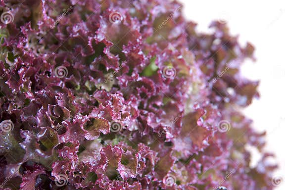 Losso Rollo Lettuce stock image. Image of groceries, supplement - 7229379