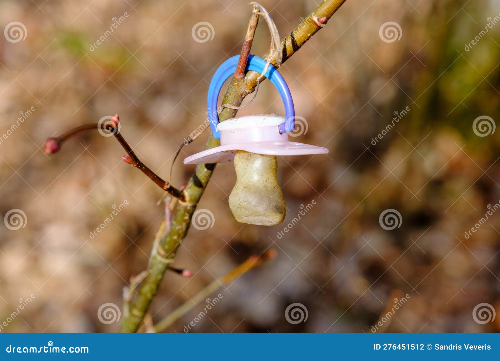 A Lost Baby S Pacifier Hanging on a Tree Branch Stock Photo - Image of ...