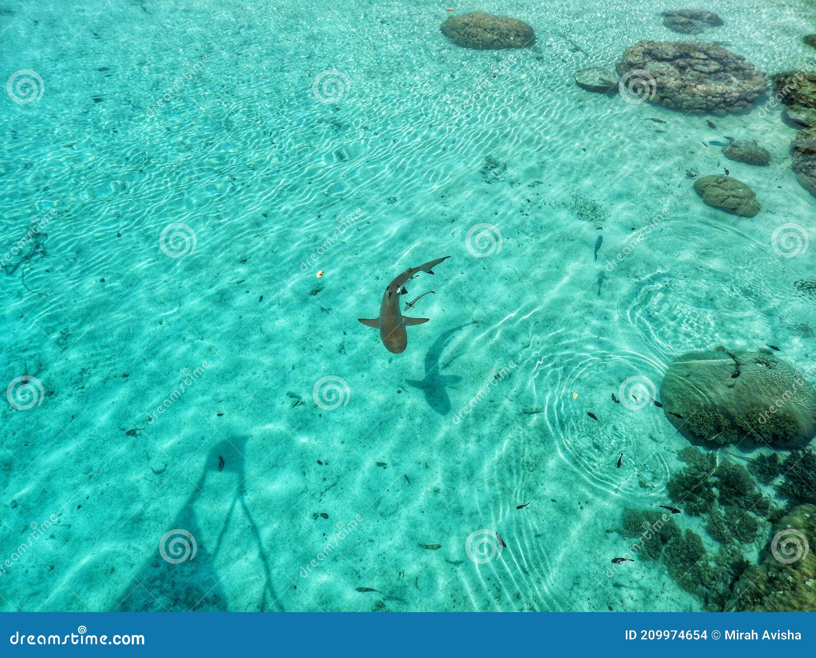 Lost baby shark stock photo. Image of shark, ocean, baby - 209974654