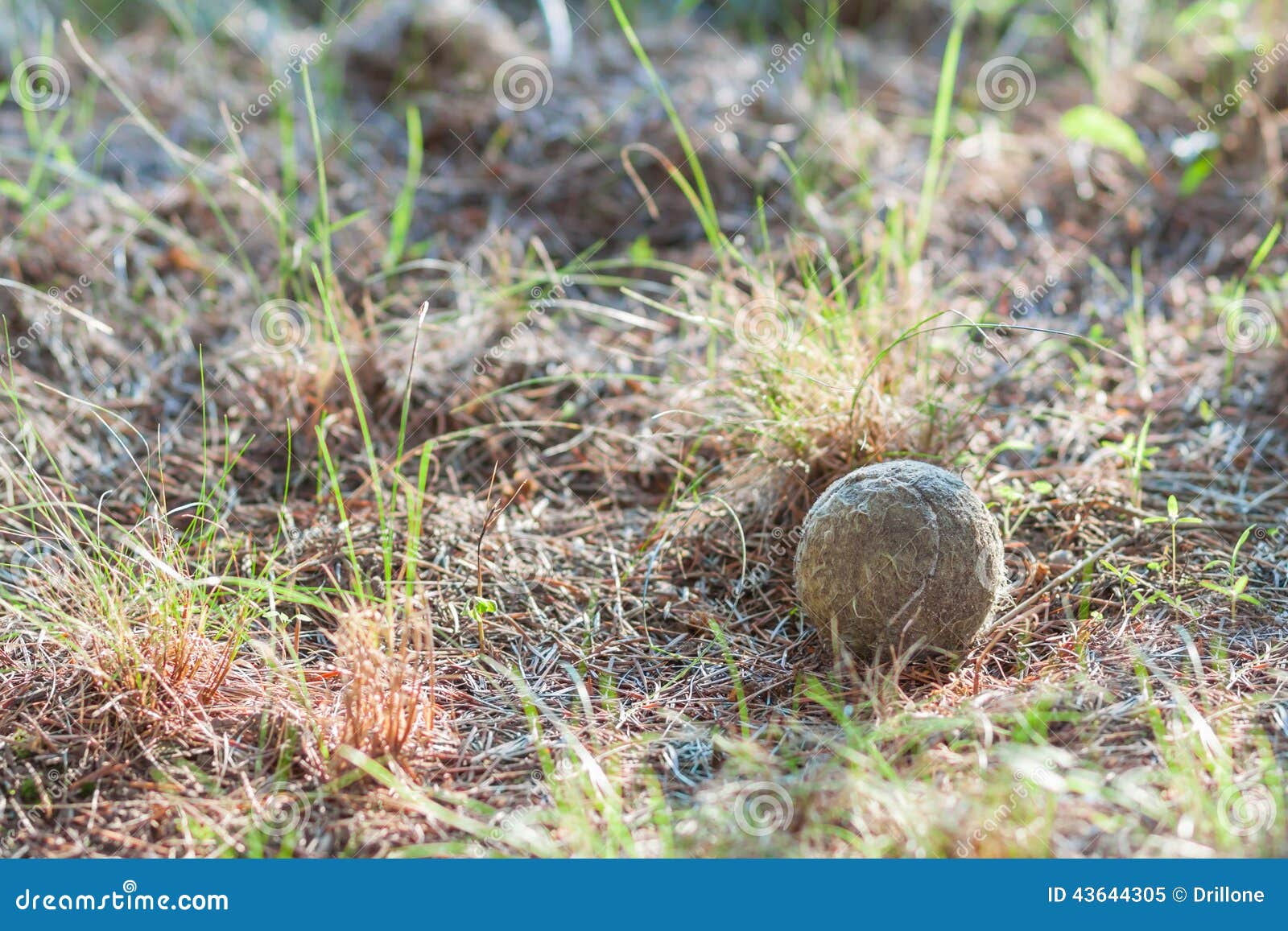 Lost ball stock image. Image of nature, tennis, sport - 43644305