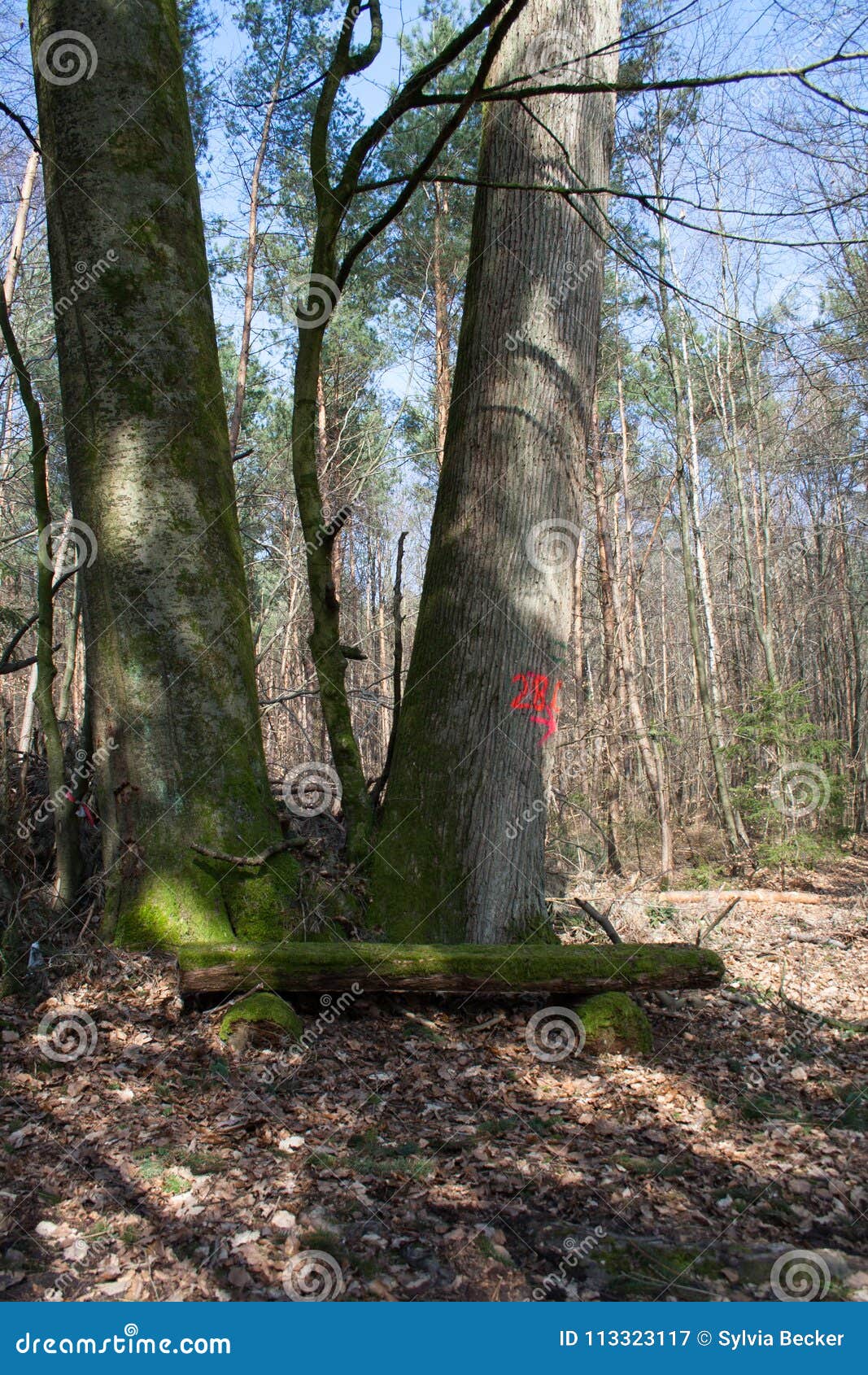 Bank under a double tree stock image. Image of nature - 113323117