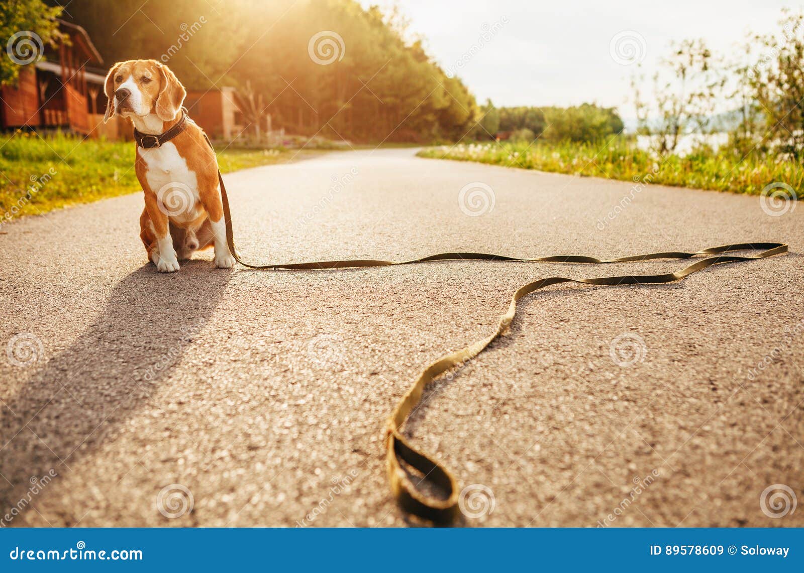 Lost Beagle Dog Sits Alone on the Road Stock Image - Image of gone ...