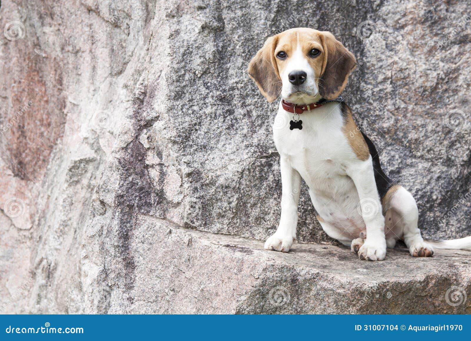 Lost beagle stock photo. Image of long, canine, lost - 31007104