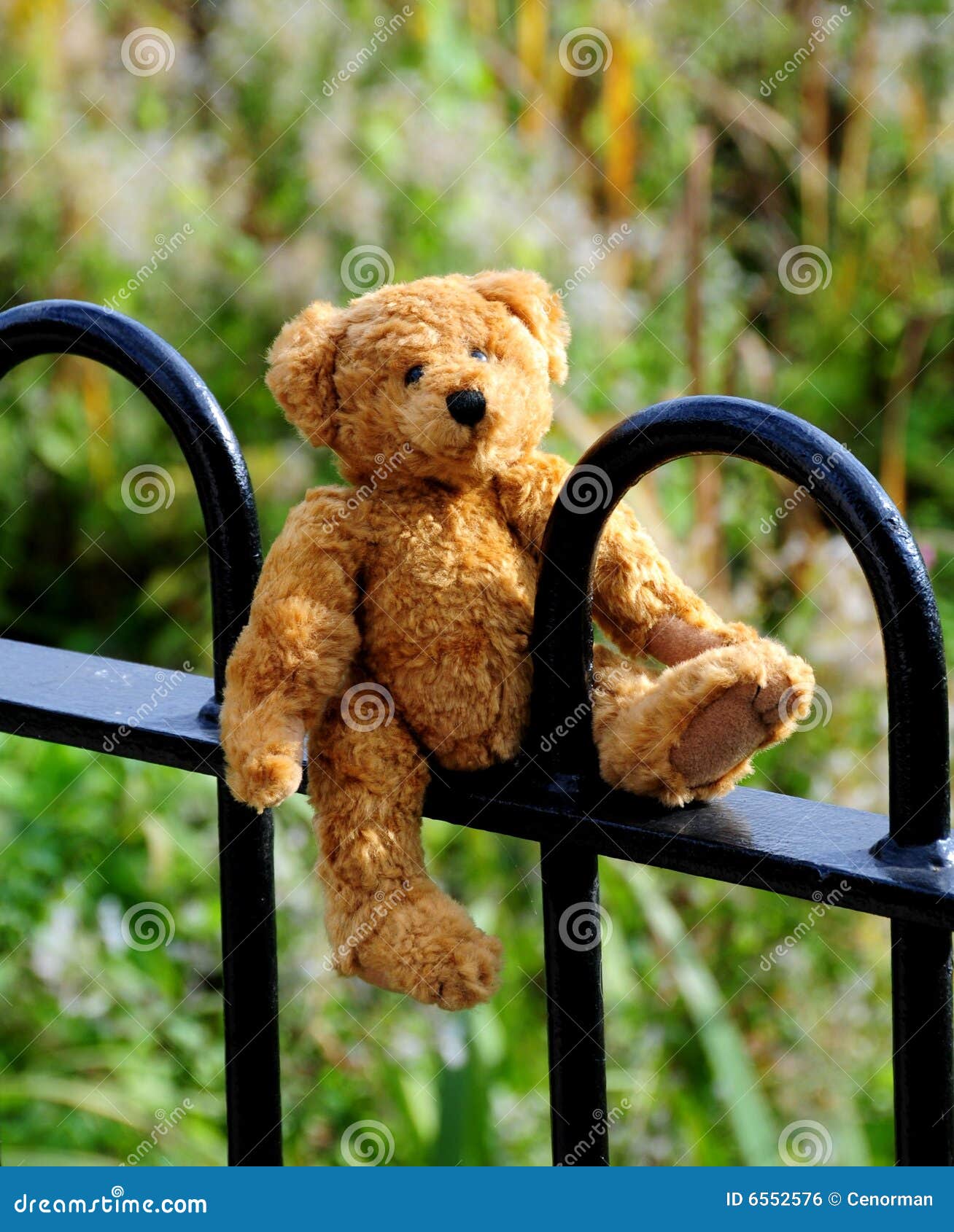 Lost bear stock photo. Image of found, cuddly, teddy, bear - 6552576