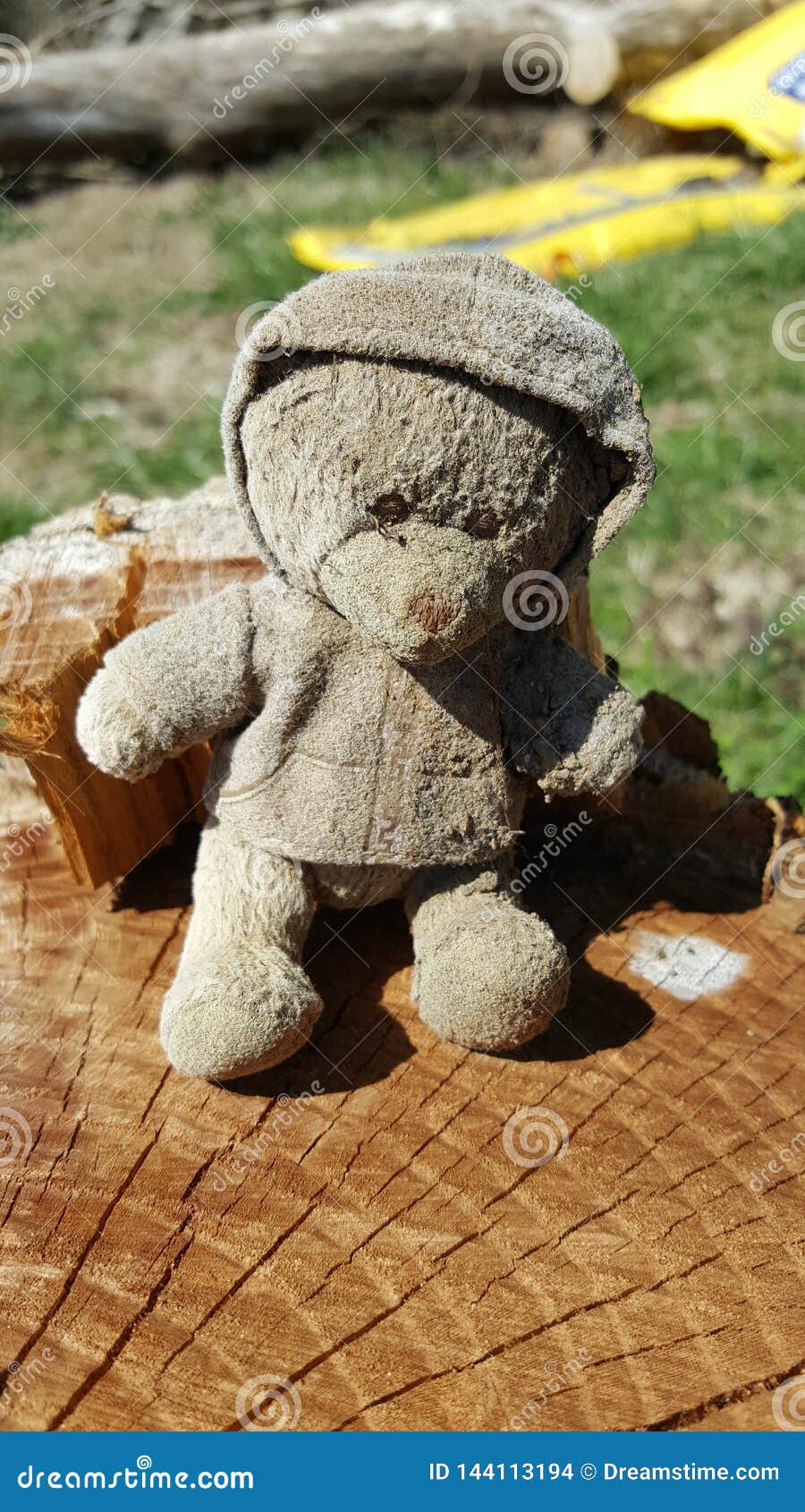 Lost bear stock photo. Image of wood, lonely, lost, bear - 144113194