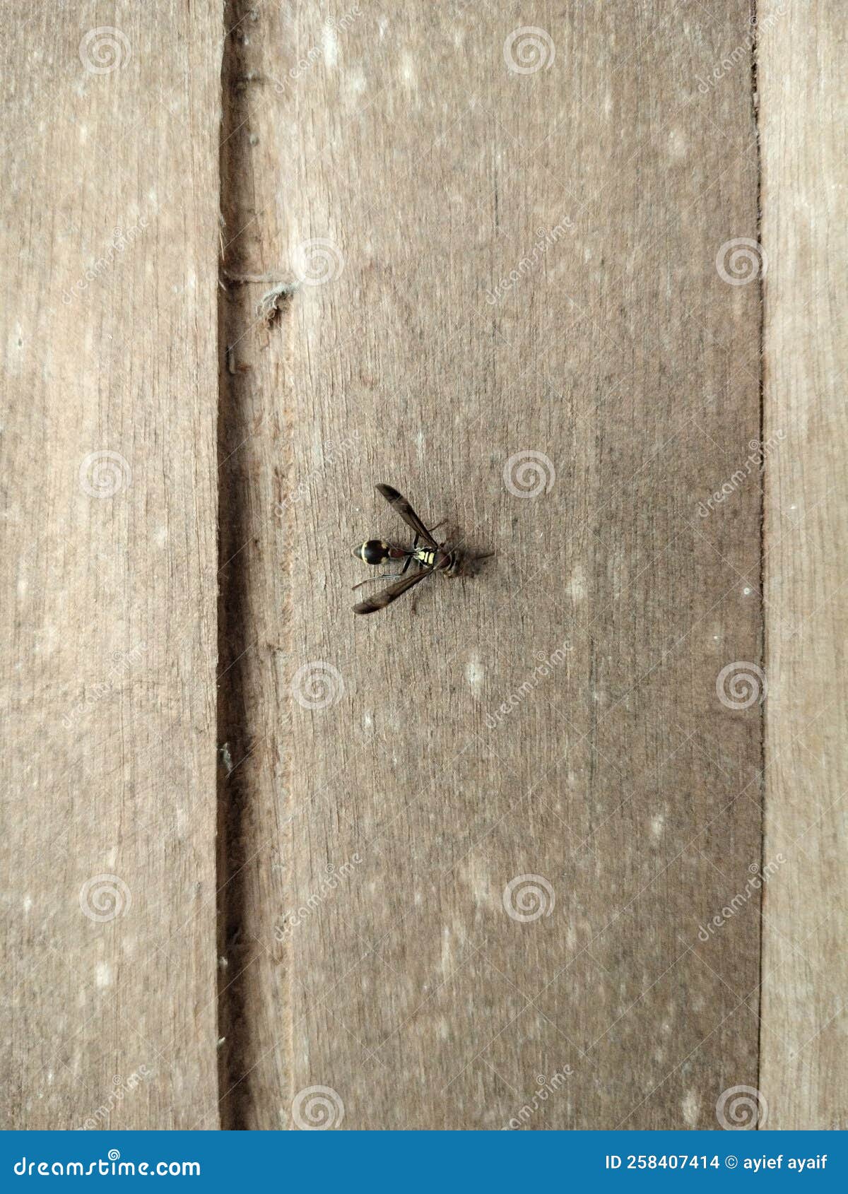Lost Bee Looking for a Friend Stock Photo - Image of lost, invertebrate ...