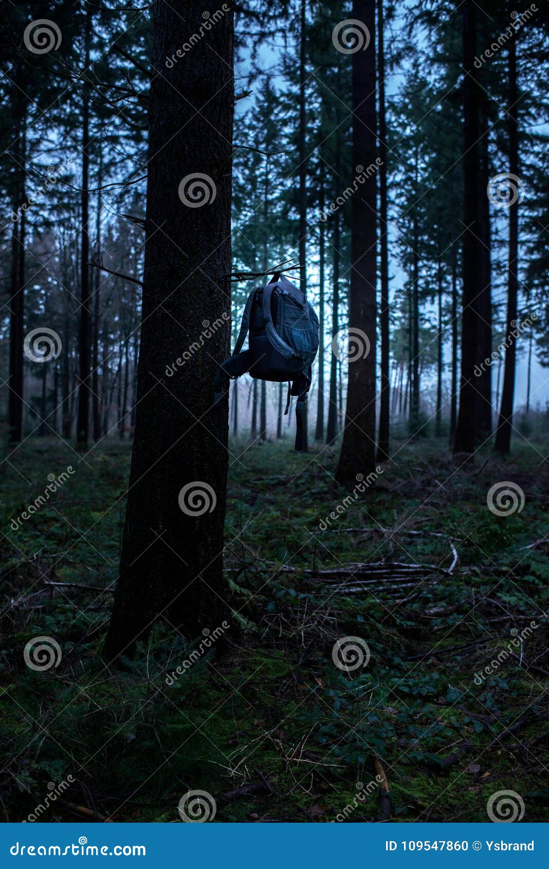 Lost Black Backpack Hanging in Tree in Forest. Stock Photo - Image of ...