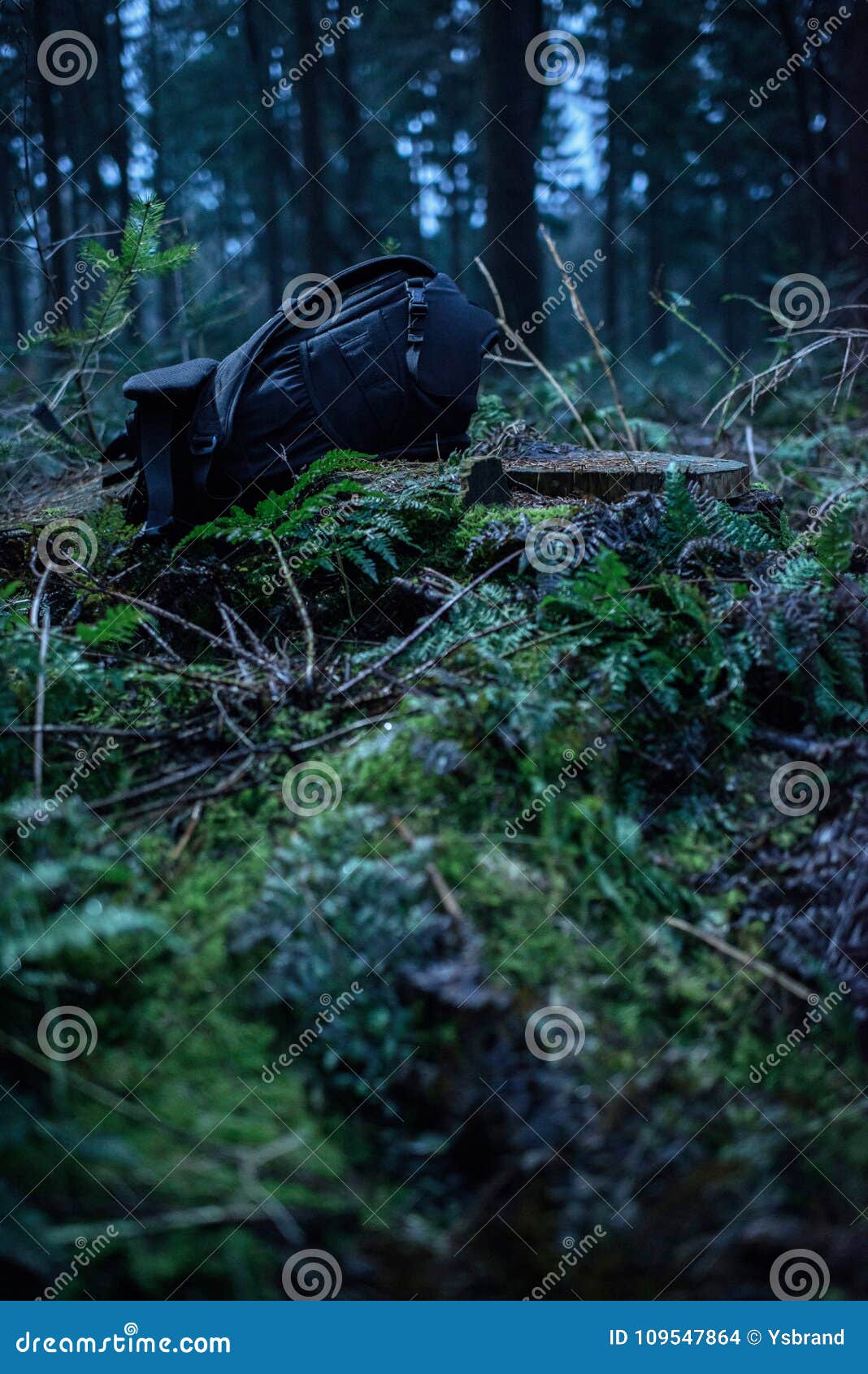 Lost Black Backpack on Tree Stump in Forest. Stock Photo - Image of ...