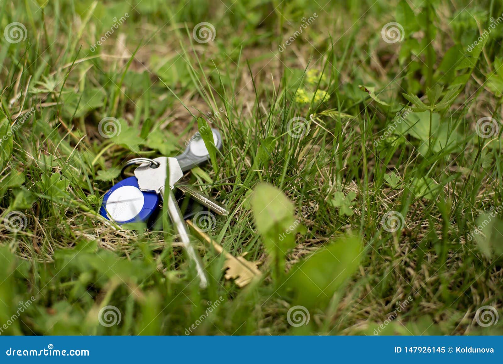 A Lost Bunch of Keys and a Key-ring Lie in Green Grass on a Spring Day ... A Lost Bunch of Keys and a Key-ring Lie in Green Grass on a Spring Day ...
