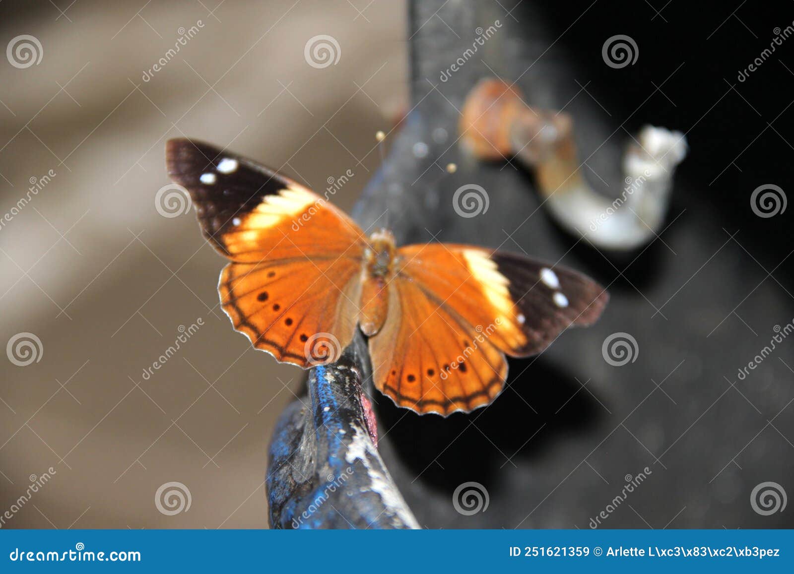 Lost Butterfly in the City is on a Garbage Can Full of Pollution and ...