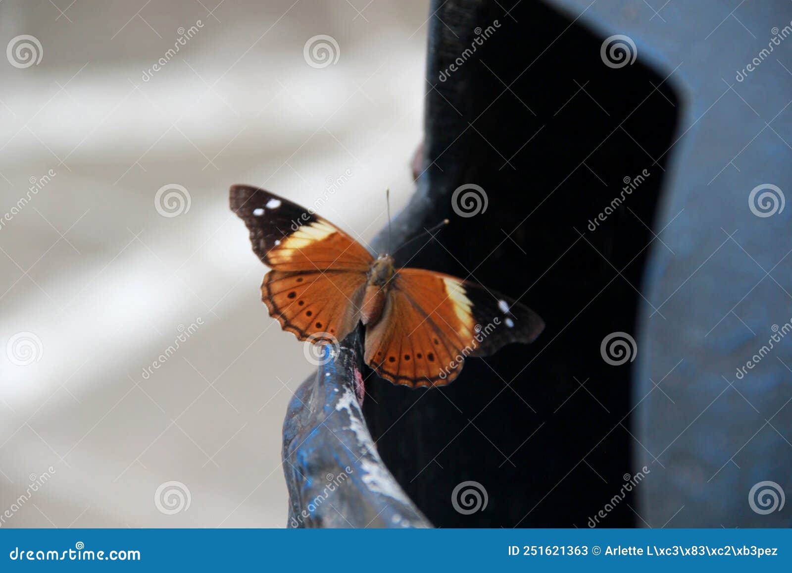 Lost Butterfly in the City is on a Garbage Can Full of Pollution and ...