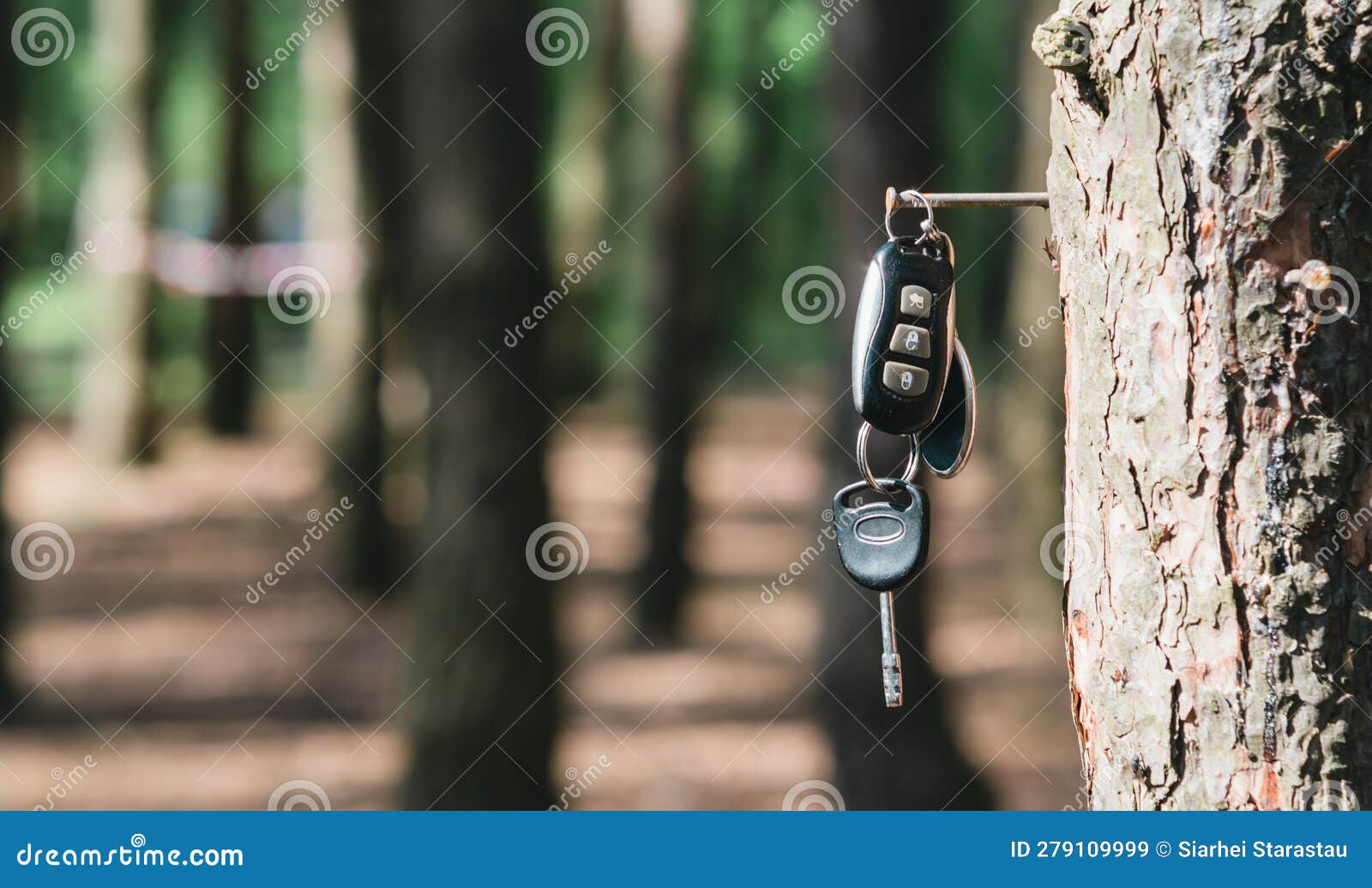 Lost Car Keys Hanging on a Tree Stock Image - Image of signs, blue ...