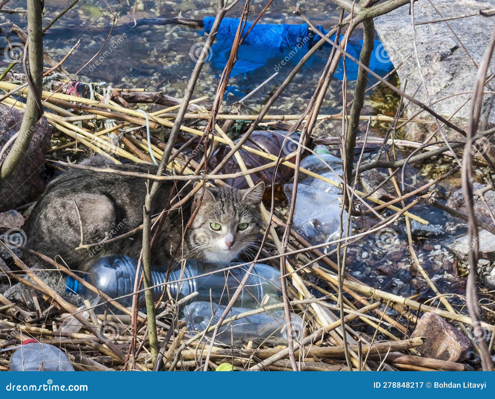 Lost Cat on the River Bank among Garbage Stock Image - Image of ...