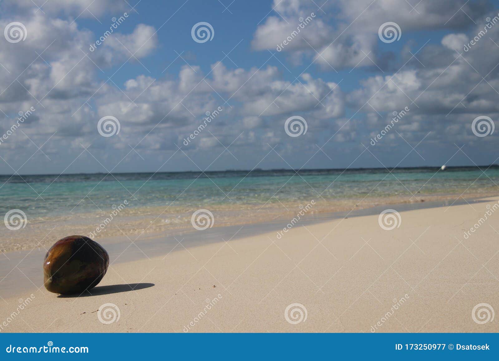 Lost coconut stock image. Image of coconut, stranded - 173250977