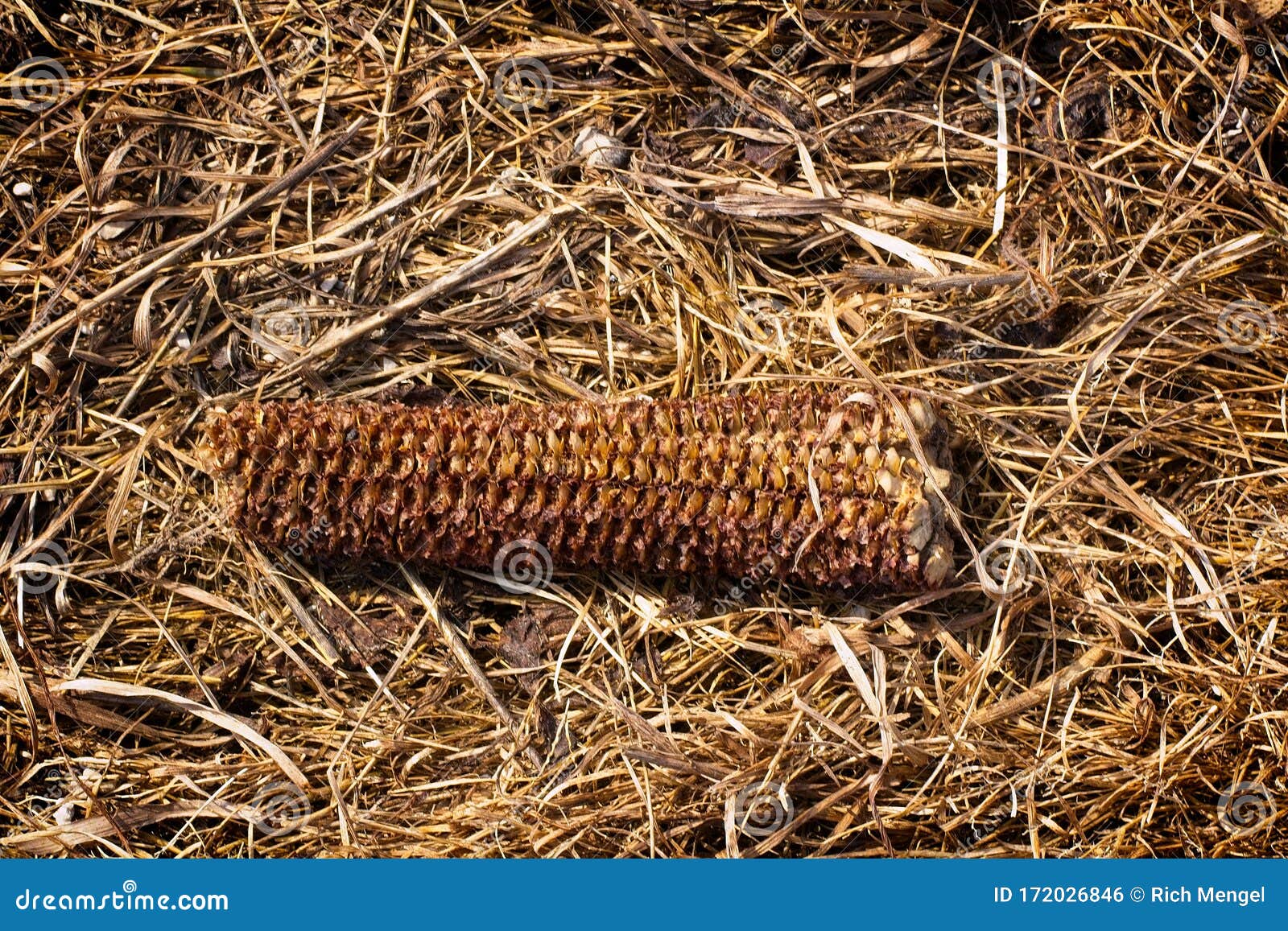 Lost Corn Cobb Missing it`s Kernels Stock Photo - Image of morning ...