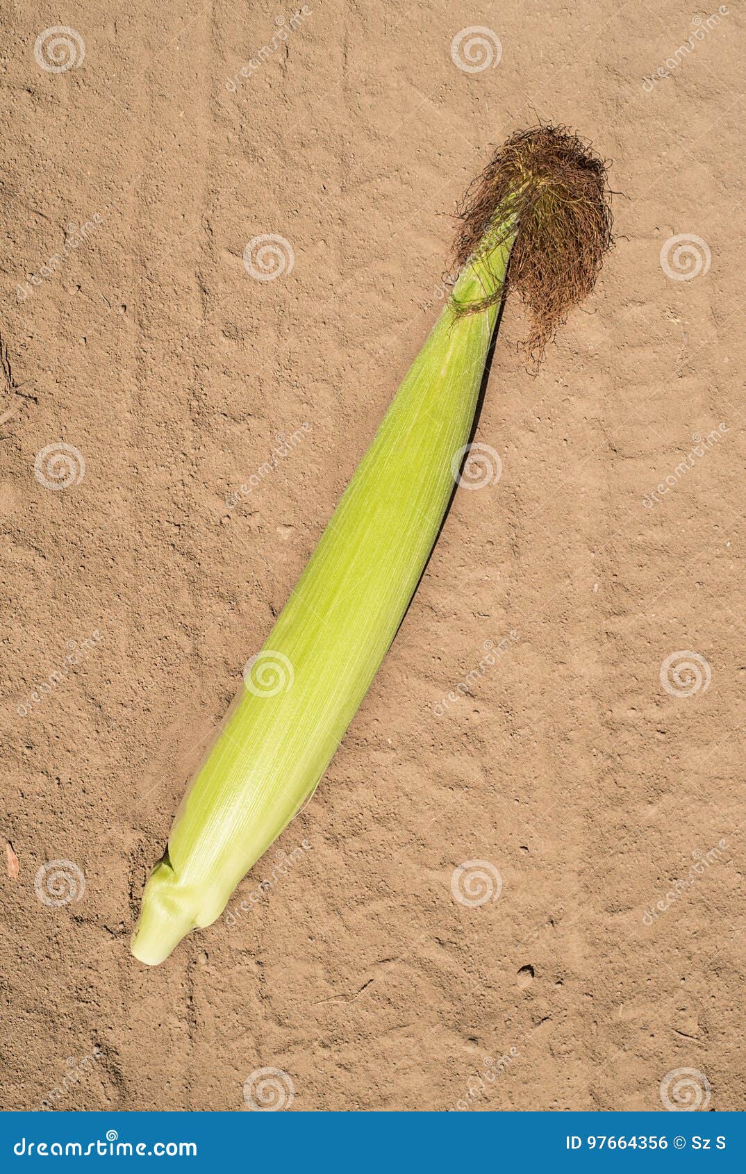 Lost corn on the dirt road stock photo. Image of natural - 97664356