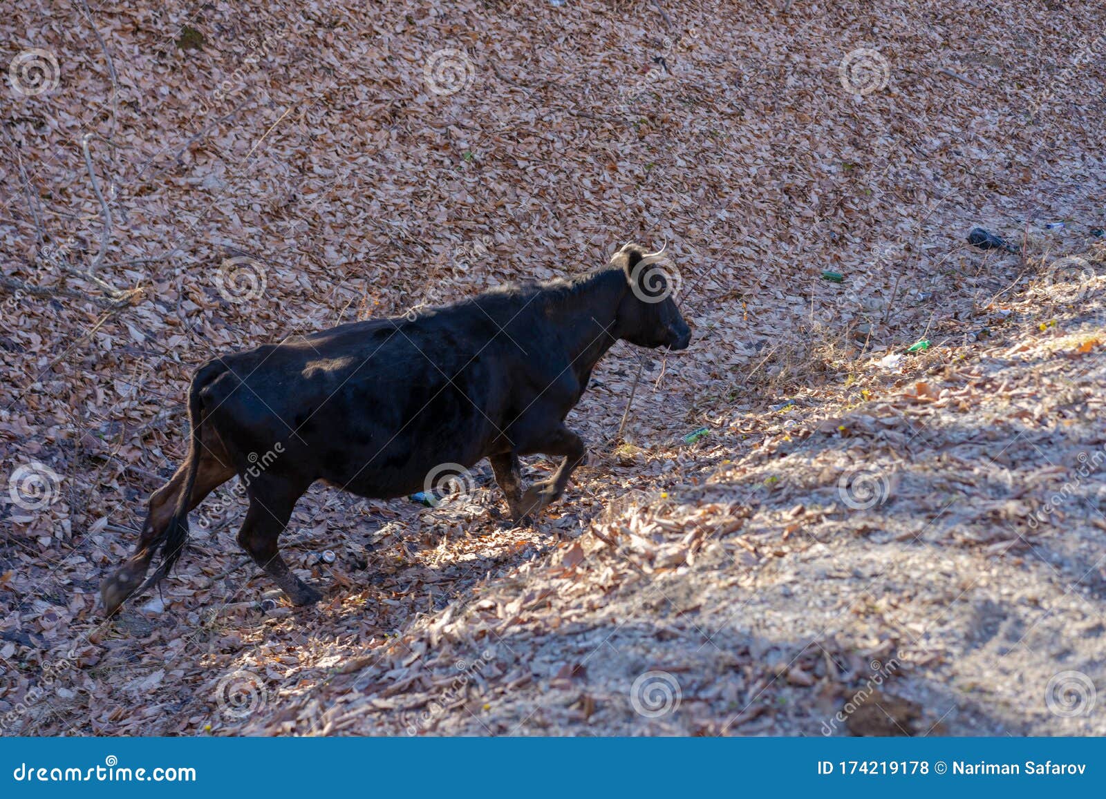 Lost cow looking for a way stock photo. Image of burma - 174219178